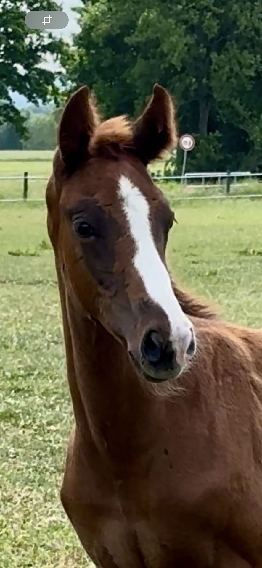 Hanoverian Stallion Chestnut in Vechta