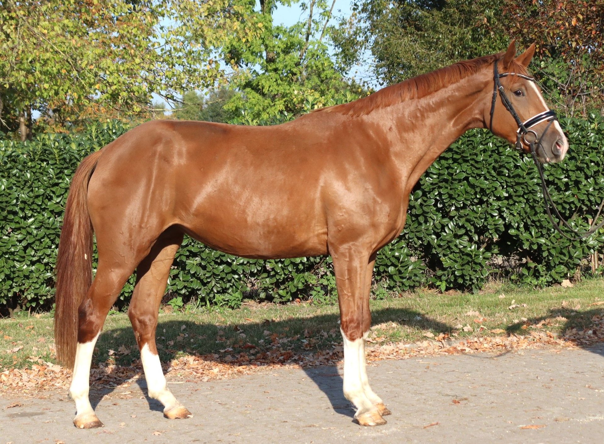 Hanoverian Mare 3 years 16.2 hh Chestnut-Red in Selsingen