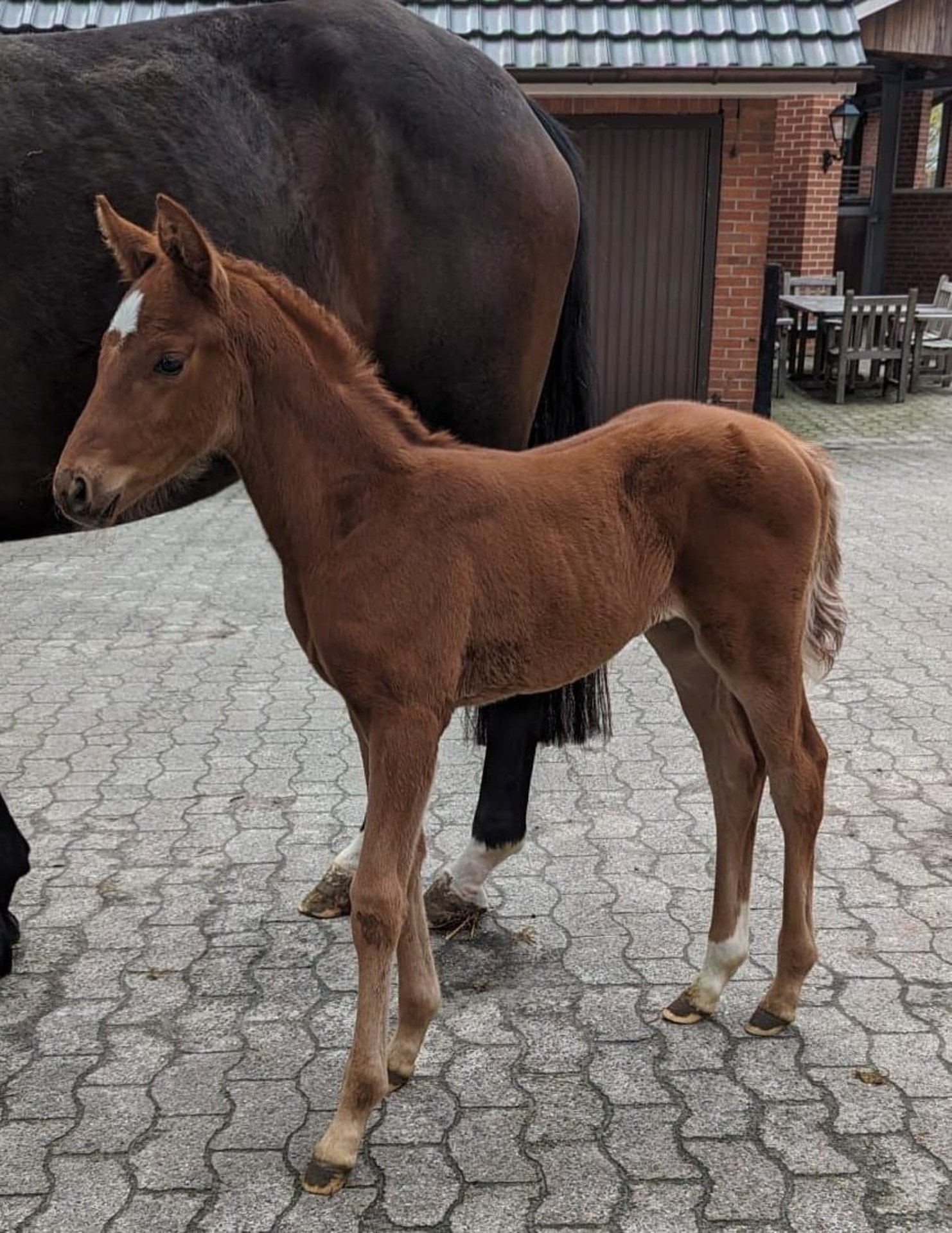 Hanoverian Mare 1 year Chestnut in Uelzen