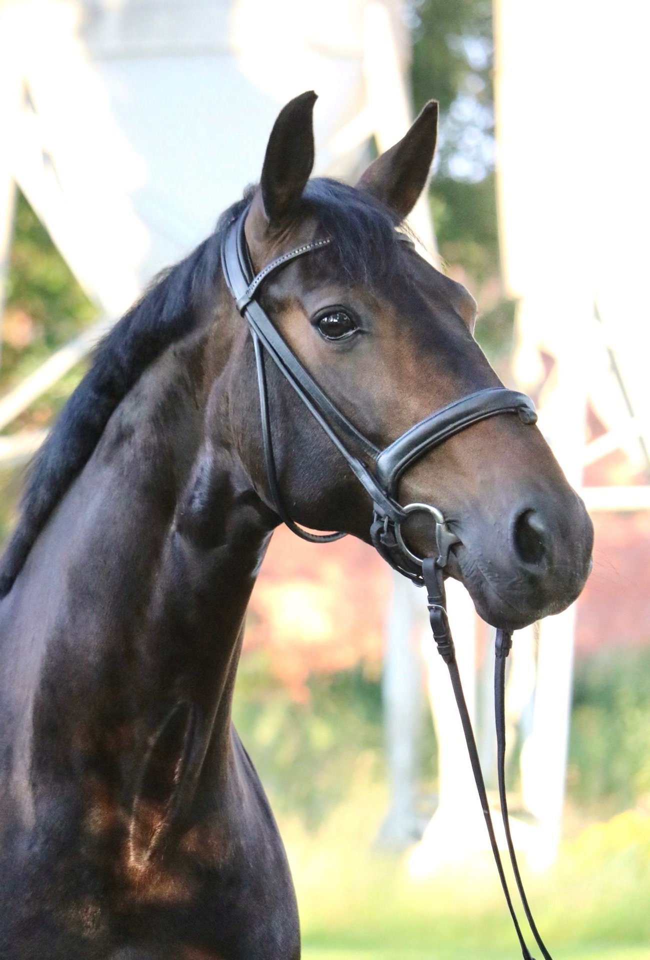 Westfale Wallach 9 Jahre 168 cm Dunkelbrauner in Glandorf