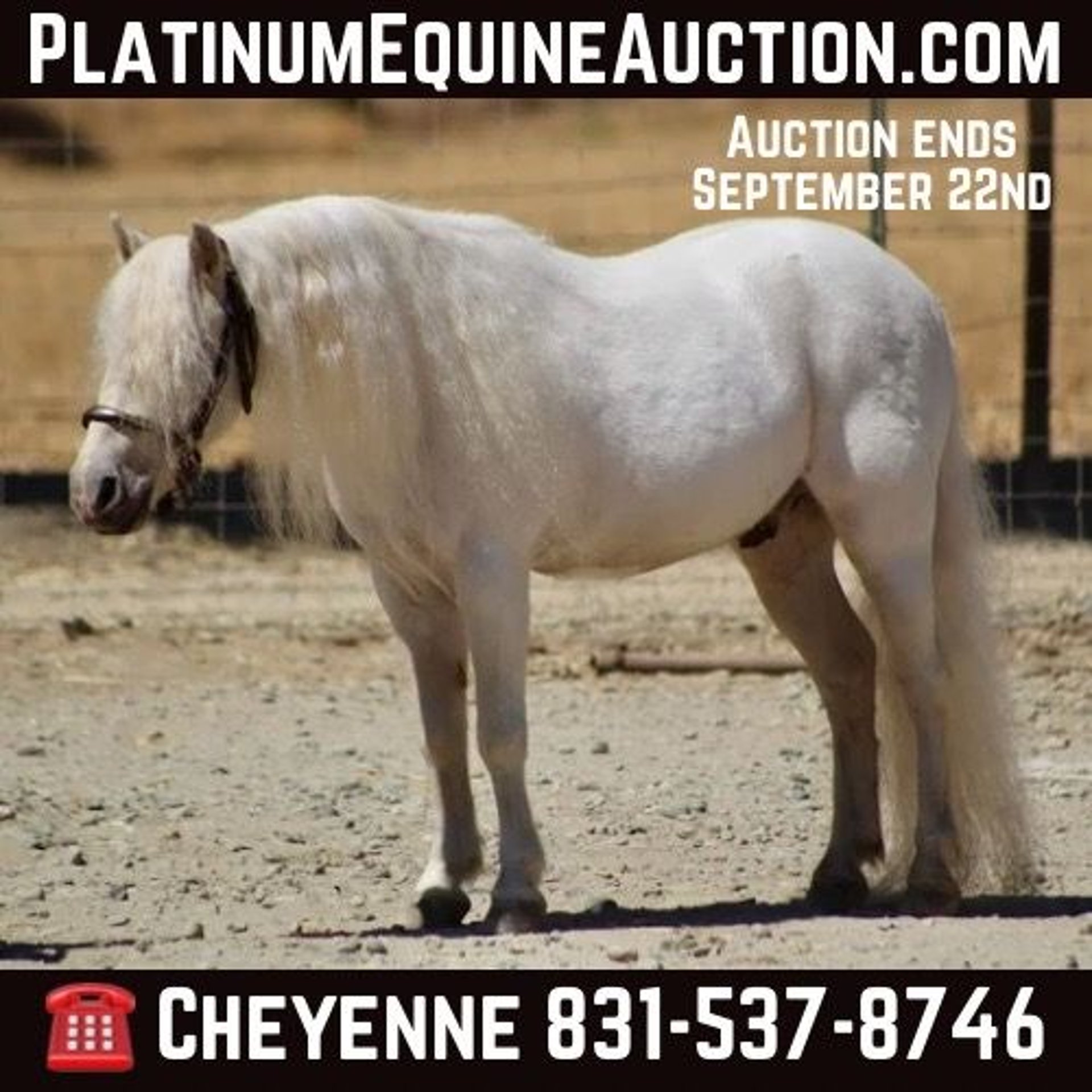 Shetland Ponies Gelding 6 years White in Bitterwater CA