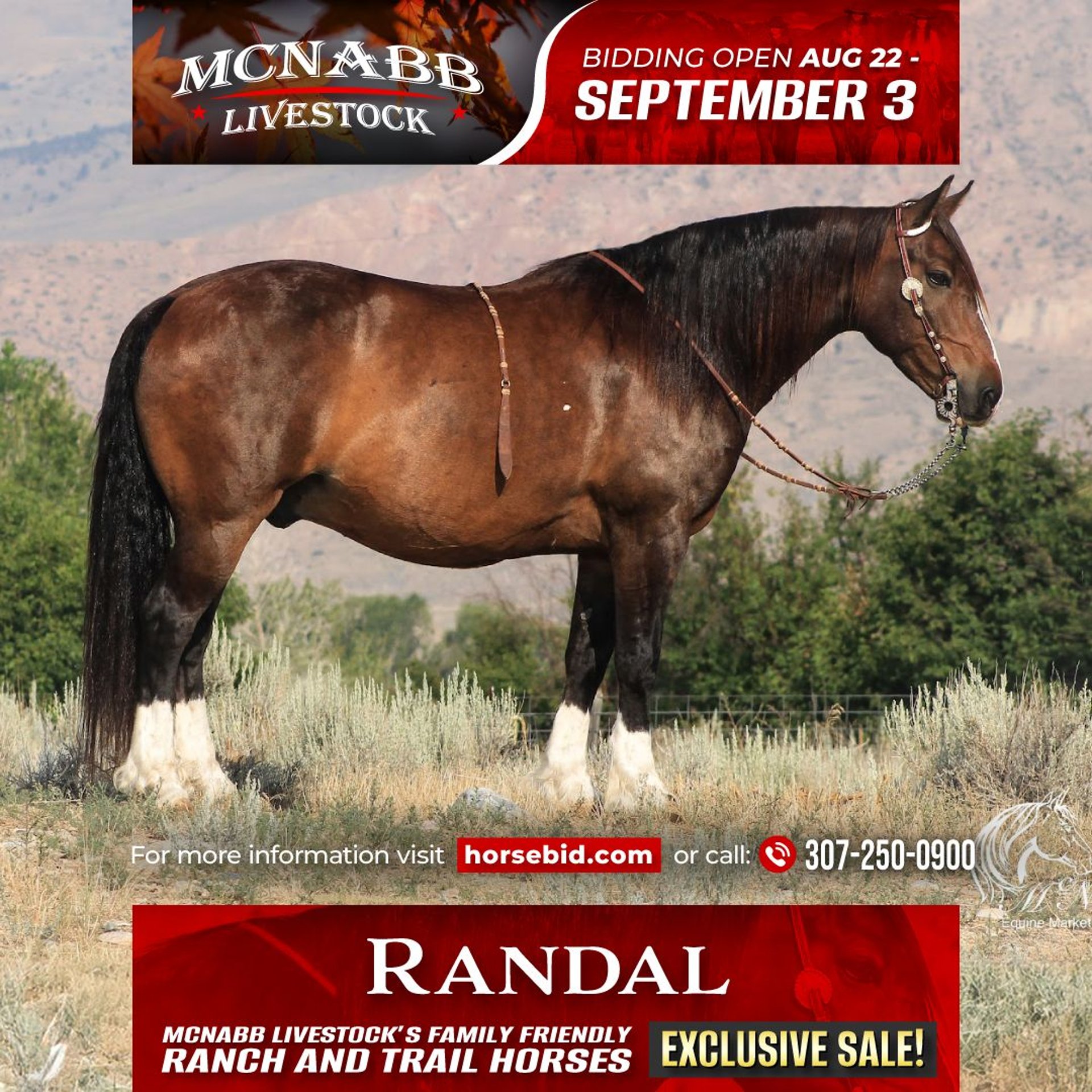 Arbeitspferd Mix Wallach 10 Jahre 157 cm Rotbrauner in Cody