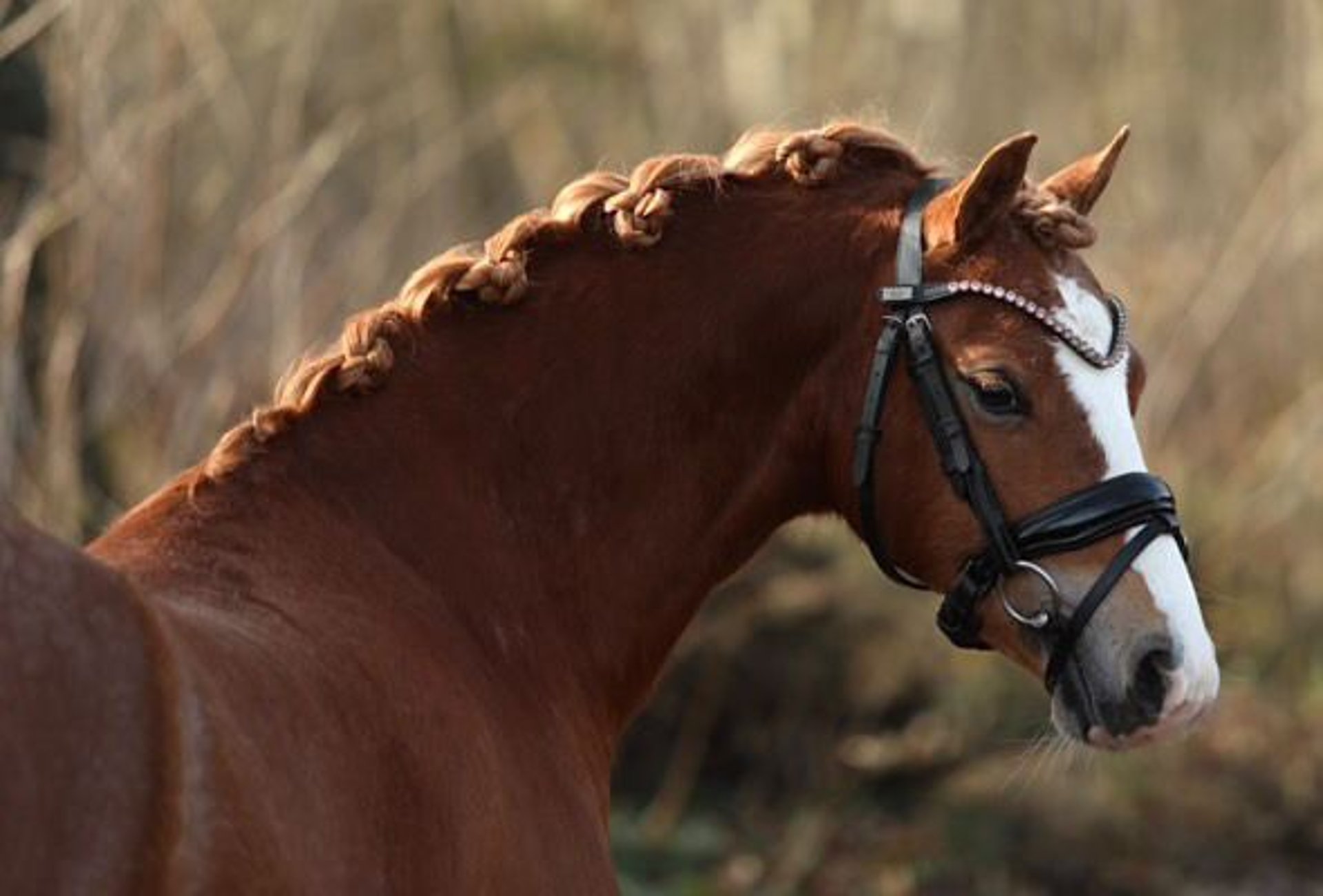 Welsh-A Wallach 4 Jahre 125 cm Dunkelfuchs in HelmondHelmond