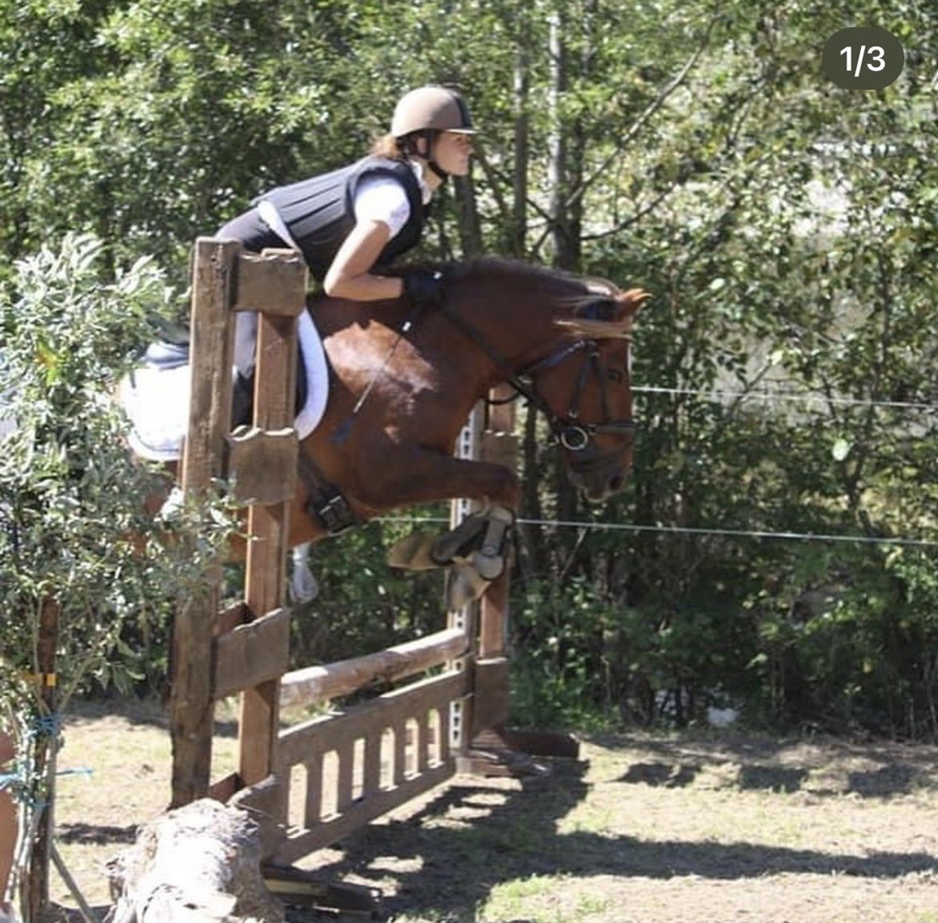 Weitere Ponys/Kleinpferde Stute 7 Jahre 143 cm Fuchs in Längenfeld