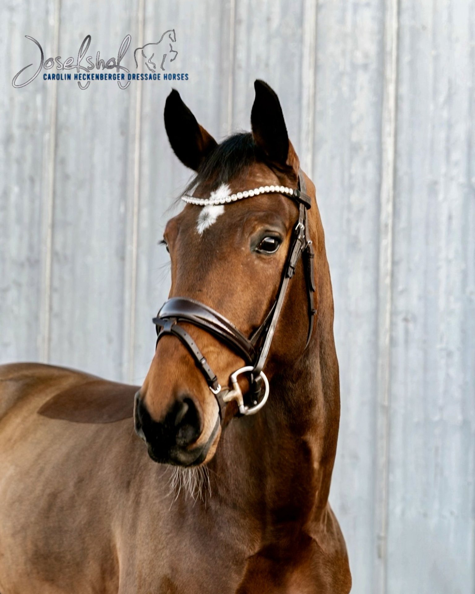 German Sport Horse Gelding 6 years 16,1 hh Brown in Oberstadion