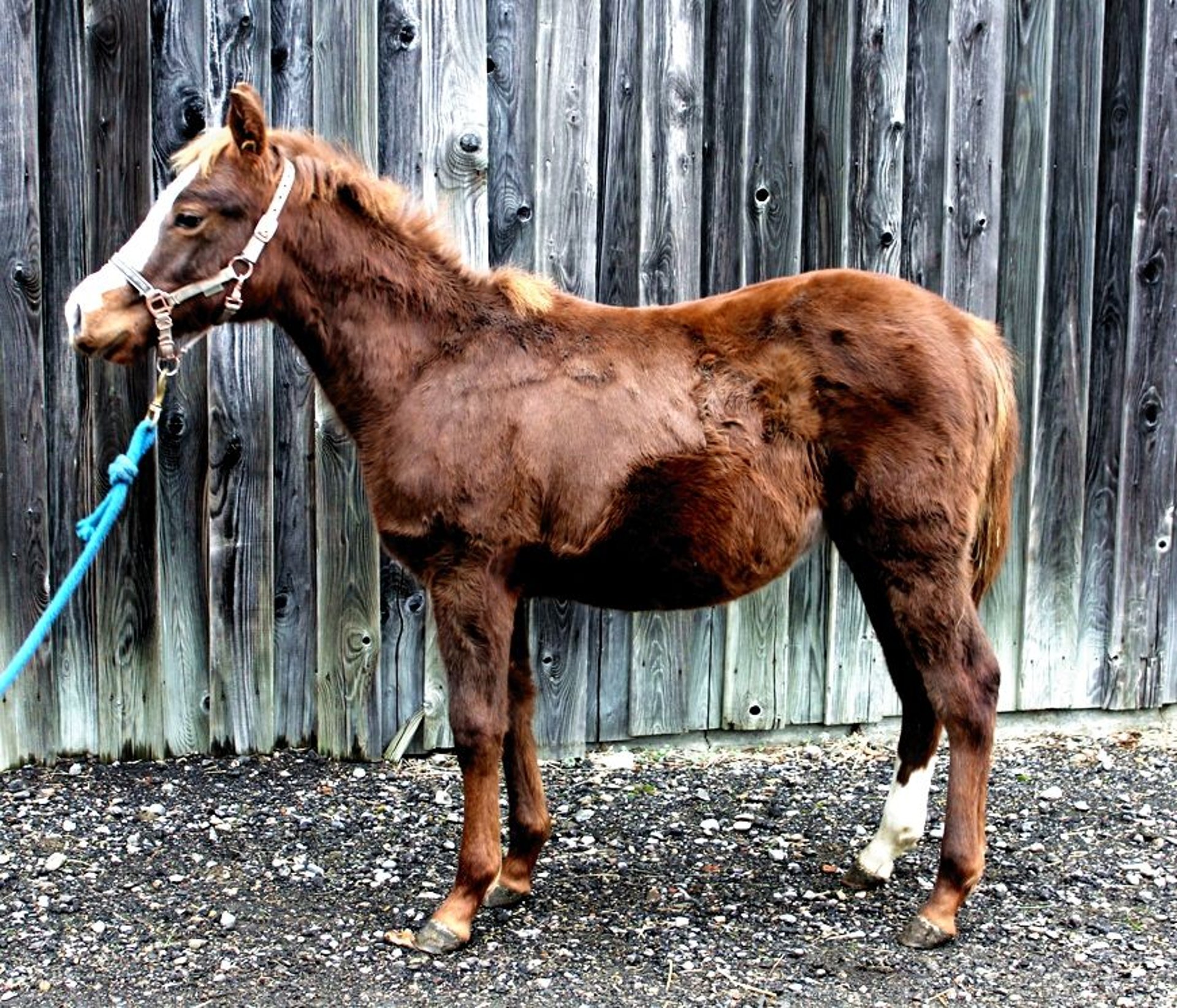 American Quarter Horse Stallion 1 year Chestnut-Red in Pfaffenhofen an ...