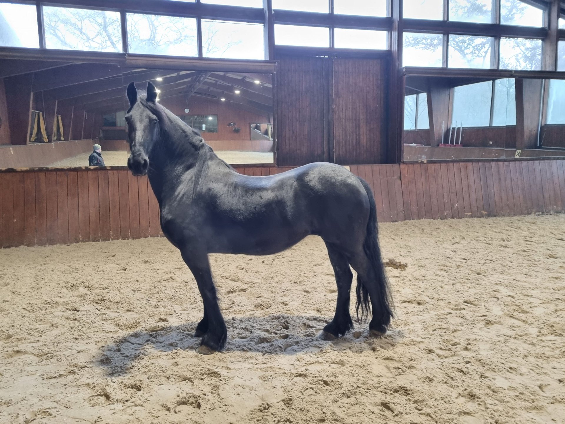 Friesian horses Mare 12 years 16 hh Black in Bremervörde