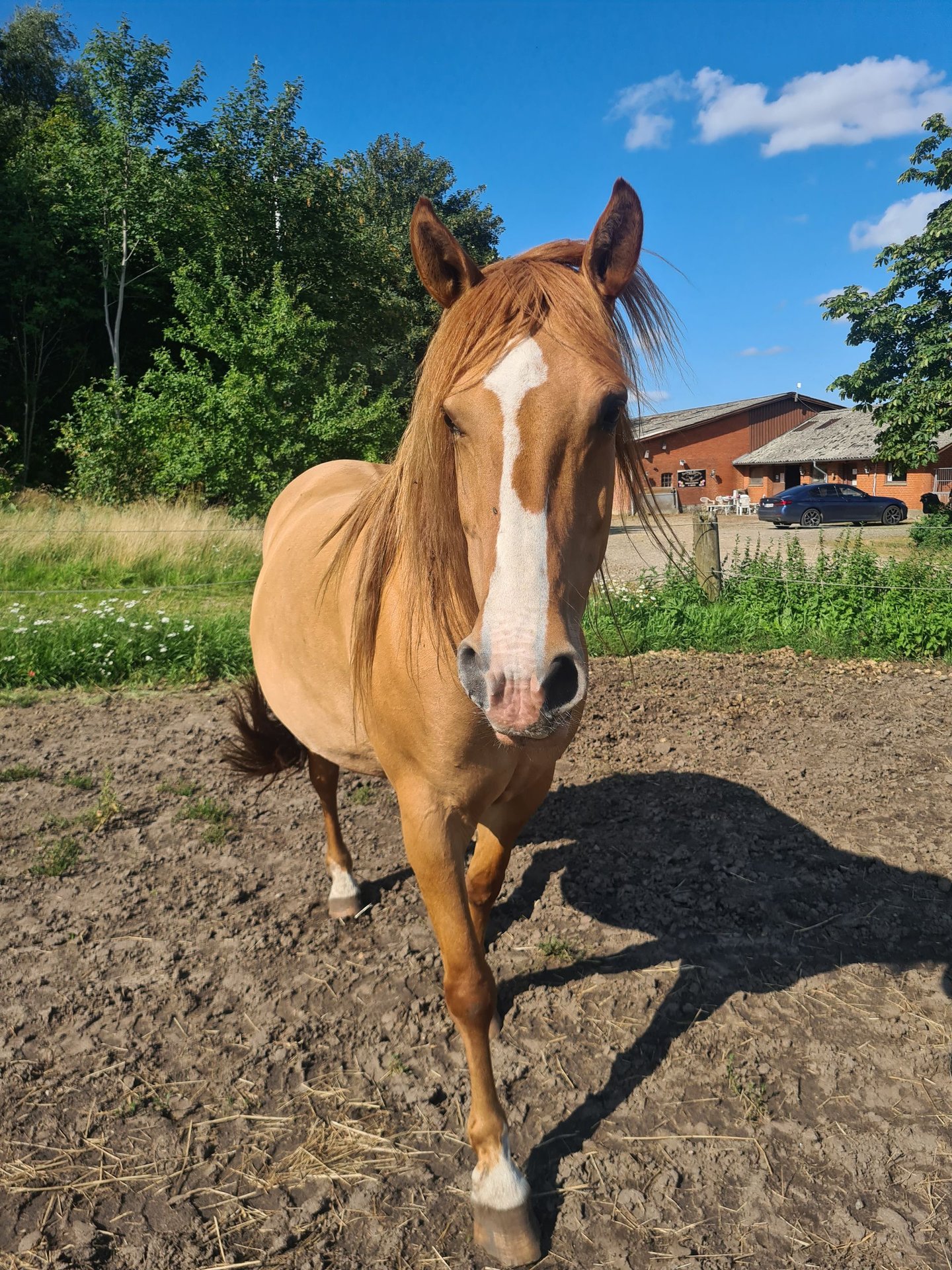Mustang (american) Mare 10 years 15,1 hh Red Dun in Kalkar