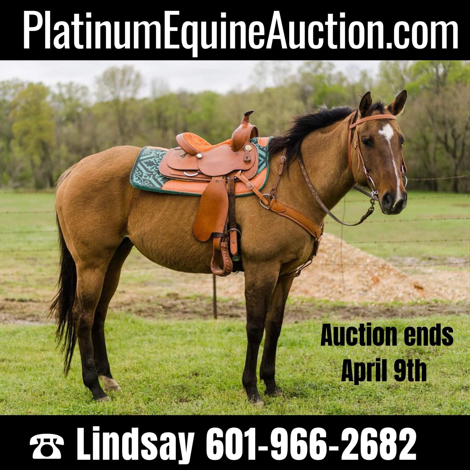 American Quarter Horse Mare 17 years Dun in Bovina MS