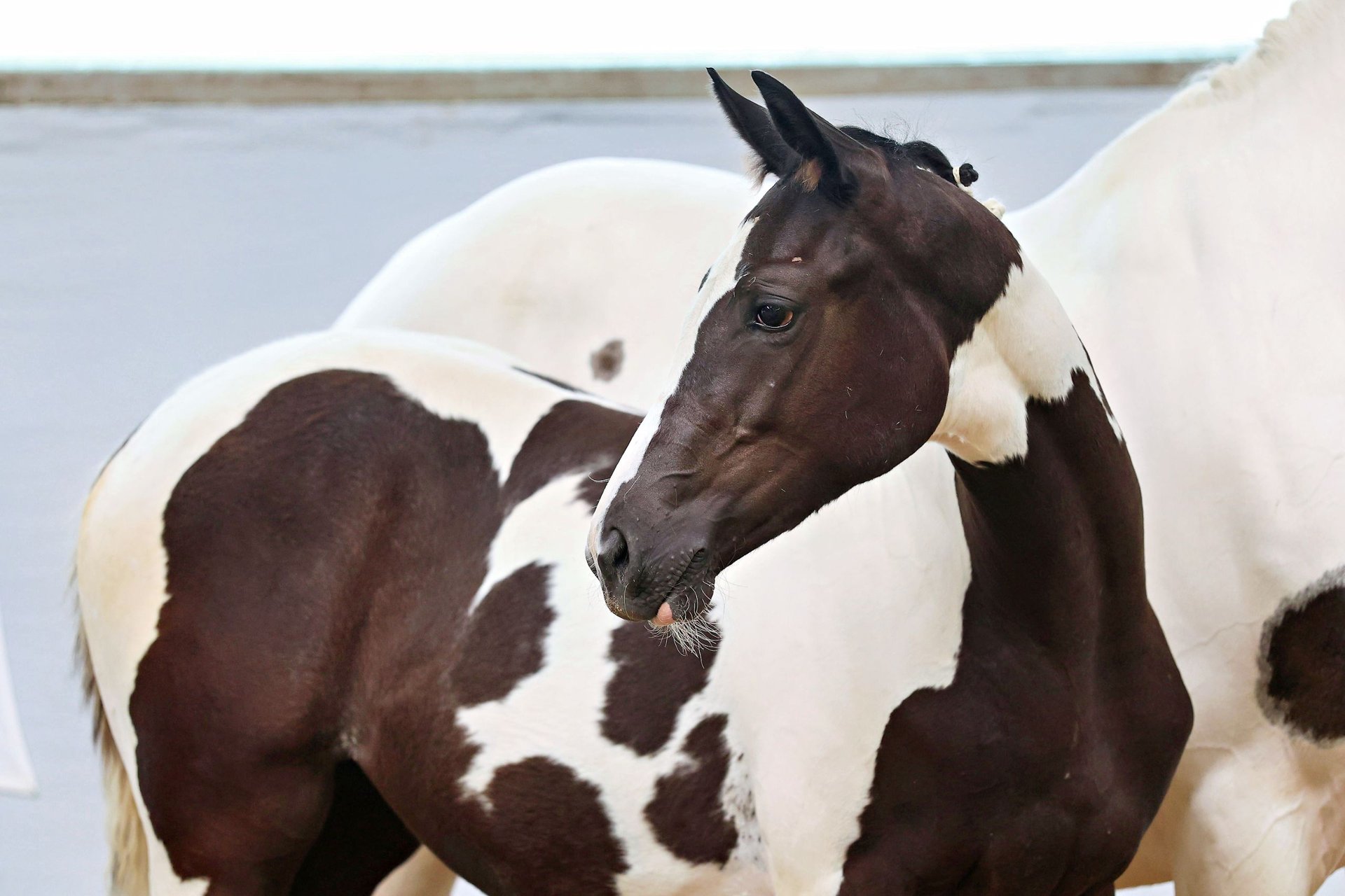 Trakehner Mare 1 year Pinto in Abtsgmünd