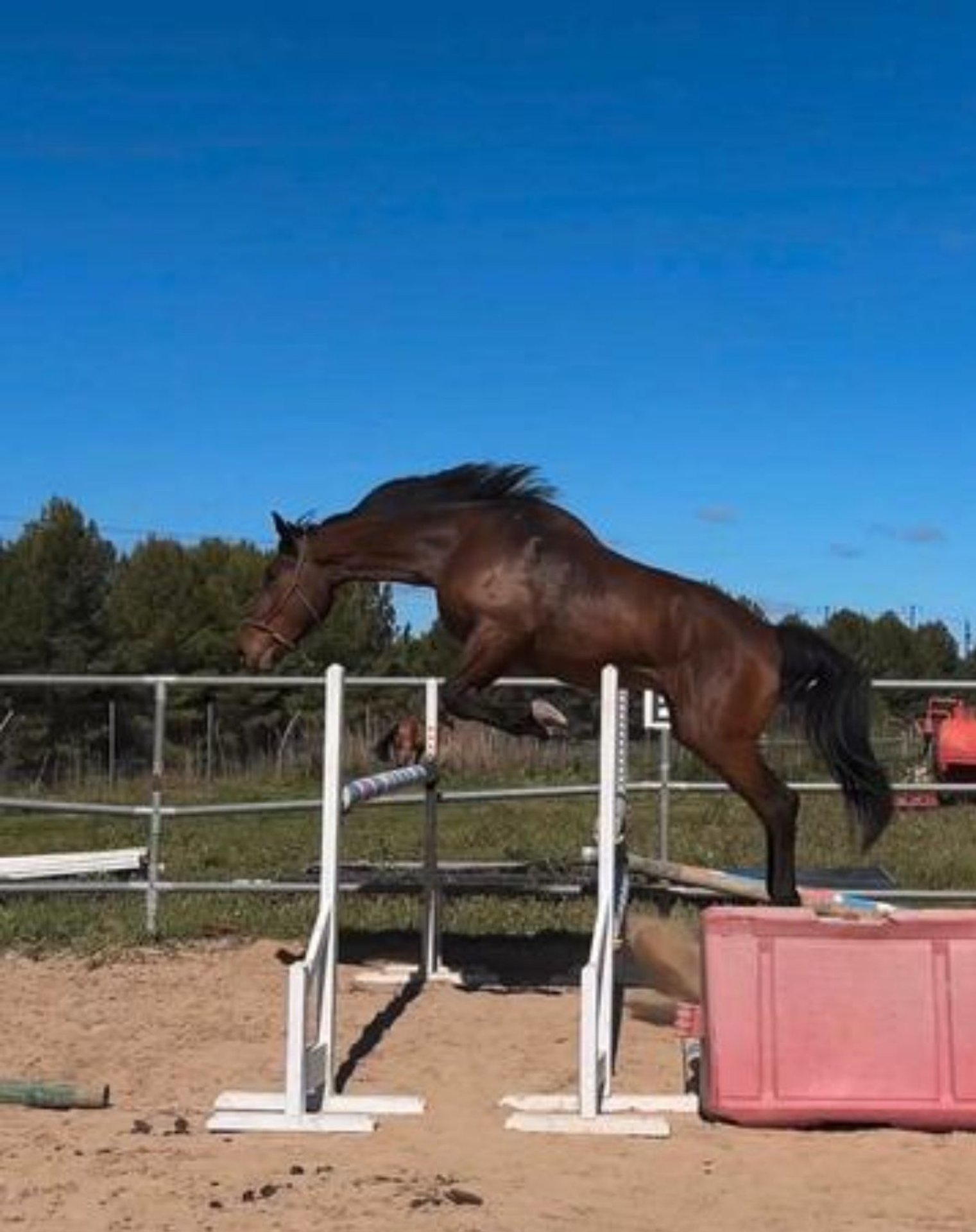 Spanish Sporthorse Gelding 4 years 17,2 hh Brown in Vimbodi