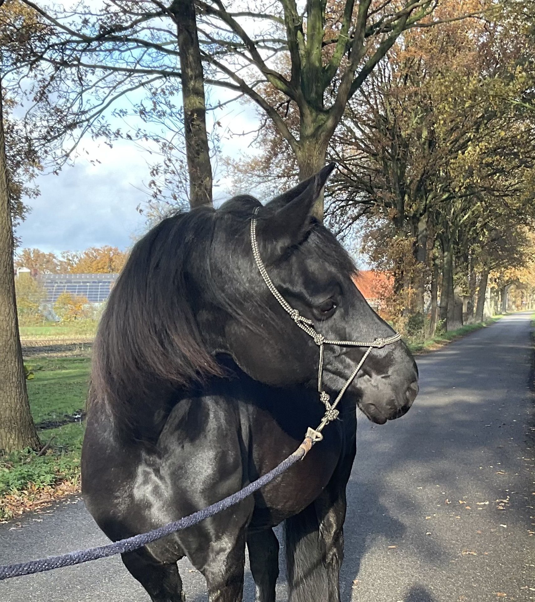 Friesian horses Mix Mare 8 years 15,1 hh Black in Ambt Delden