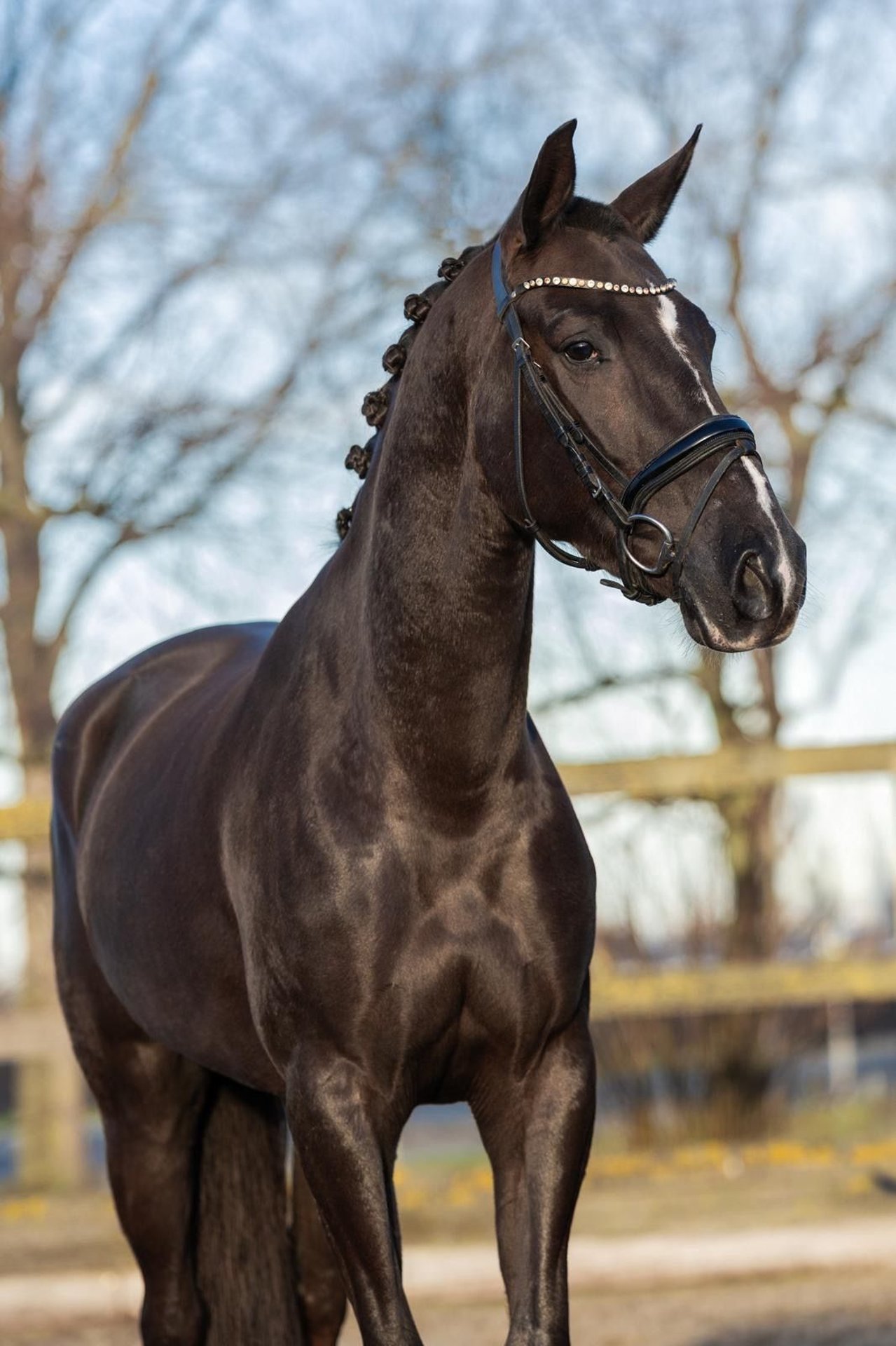 KWPN Mix Mare 6 years 15 hh Chestnut in Poeldijk