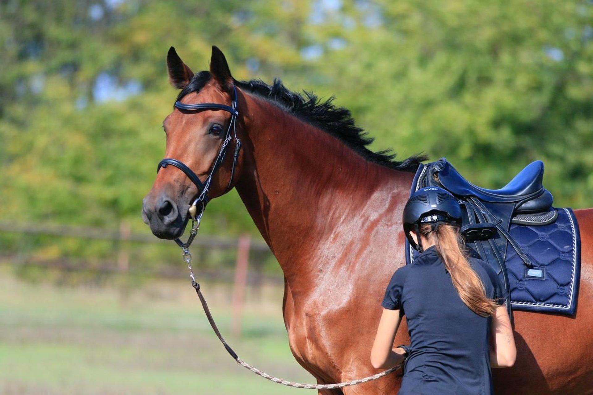 Ukrainian Riding Horse Mare 8 years in Stud