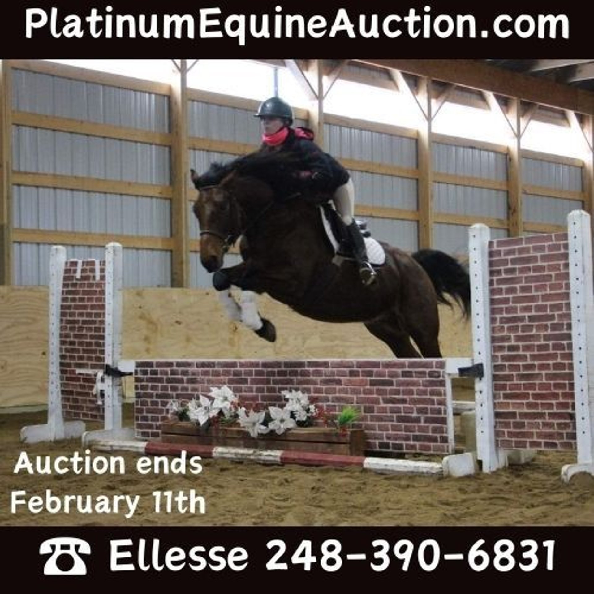 Draft Horse Gelding 8 years 16 hh Roan-Bay in Howell MI