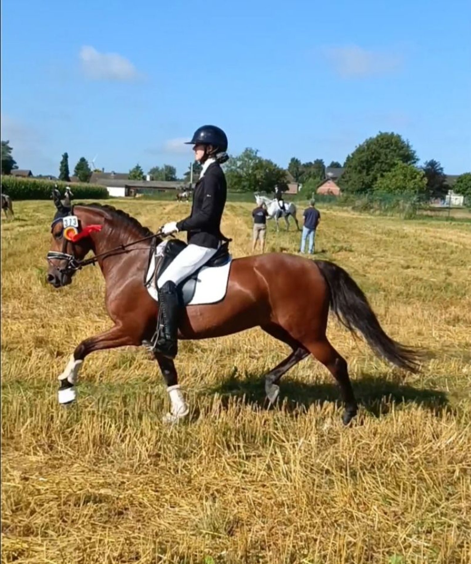 German Riding Pony Mare 7 years 14,1 hh Brown in Wachtendonk