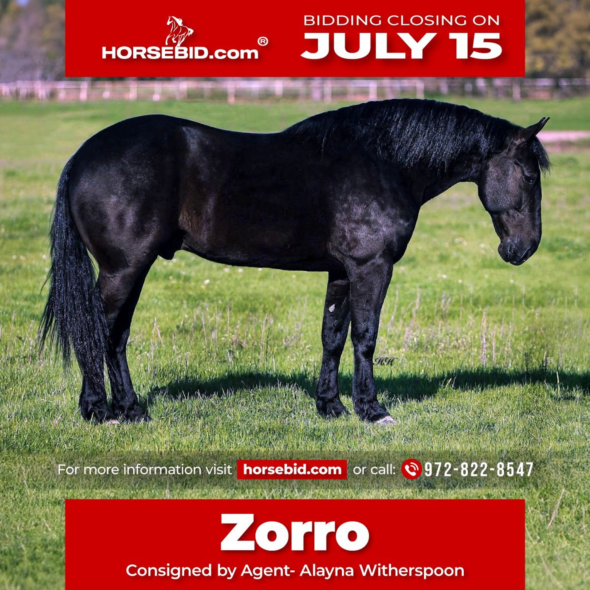 Friesian horses Mix Gelding 7 years 17,1 hh Black in Kaufman, TX