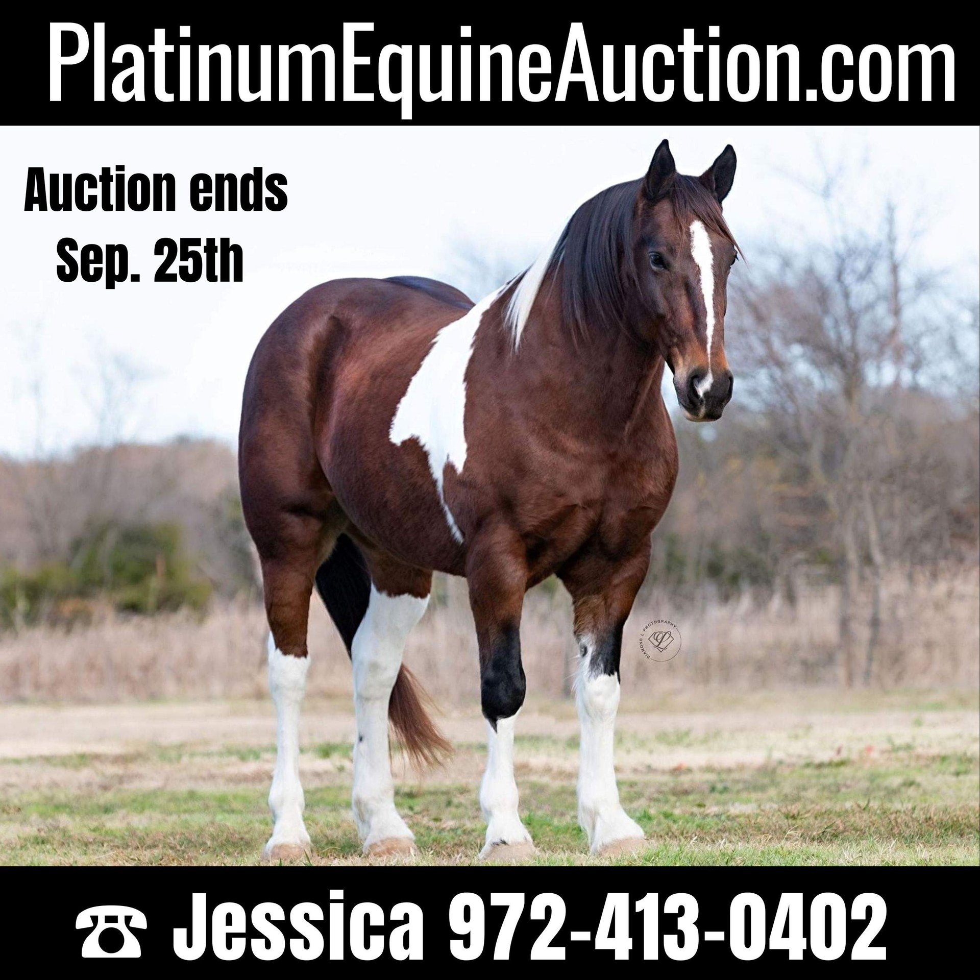 American Quarter Horse Gelding 11 years Tobiano-all-colors in Ravenna TX