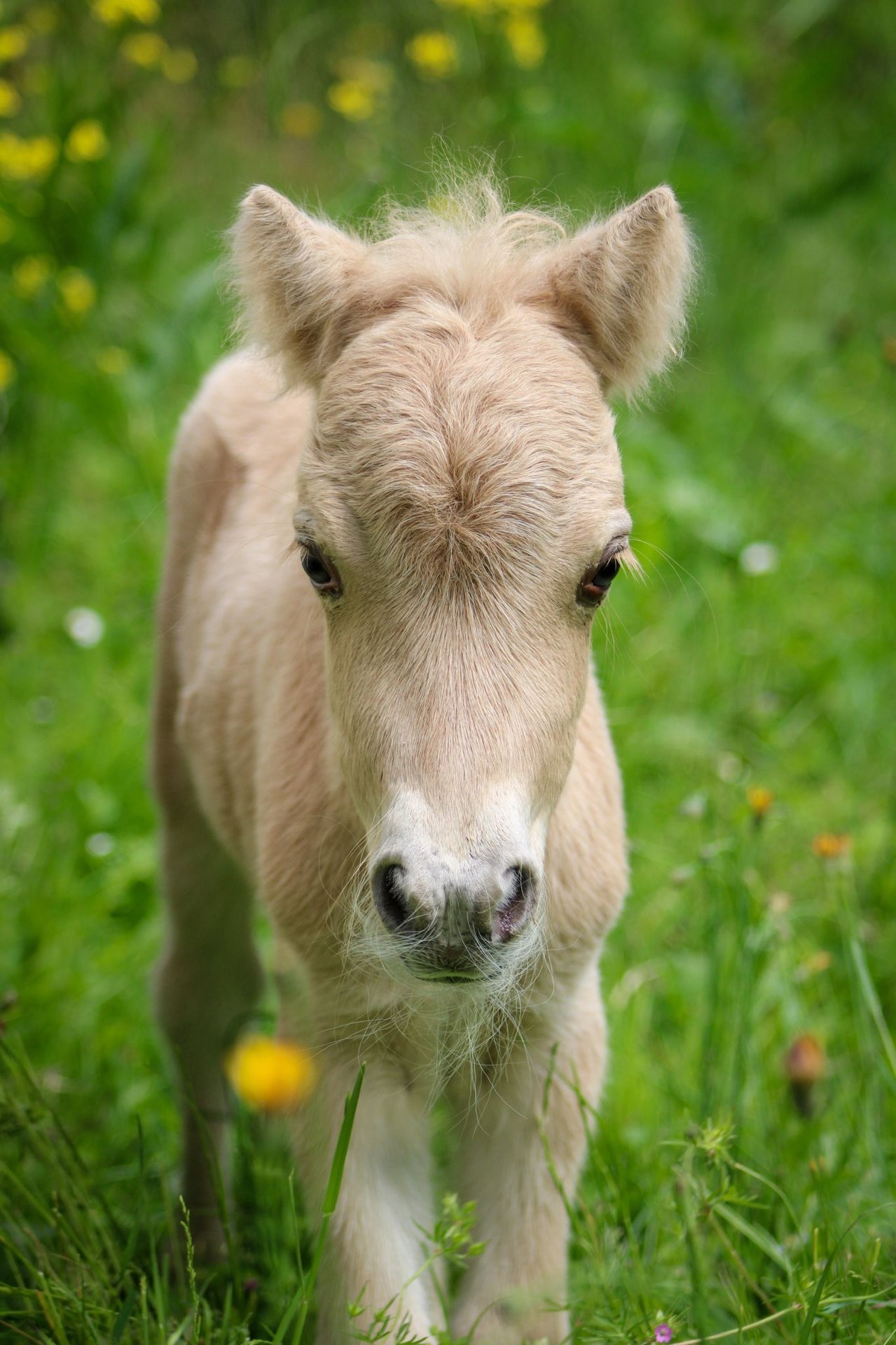 Mini Shetland Pony Stallion Foal (05/2024) 8,1 hh Palomino in Mülheim ...