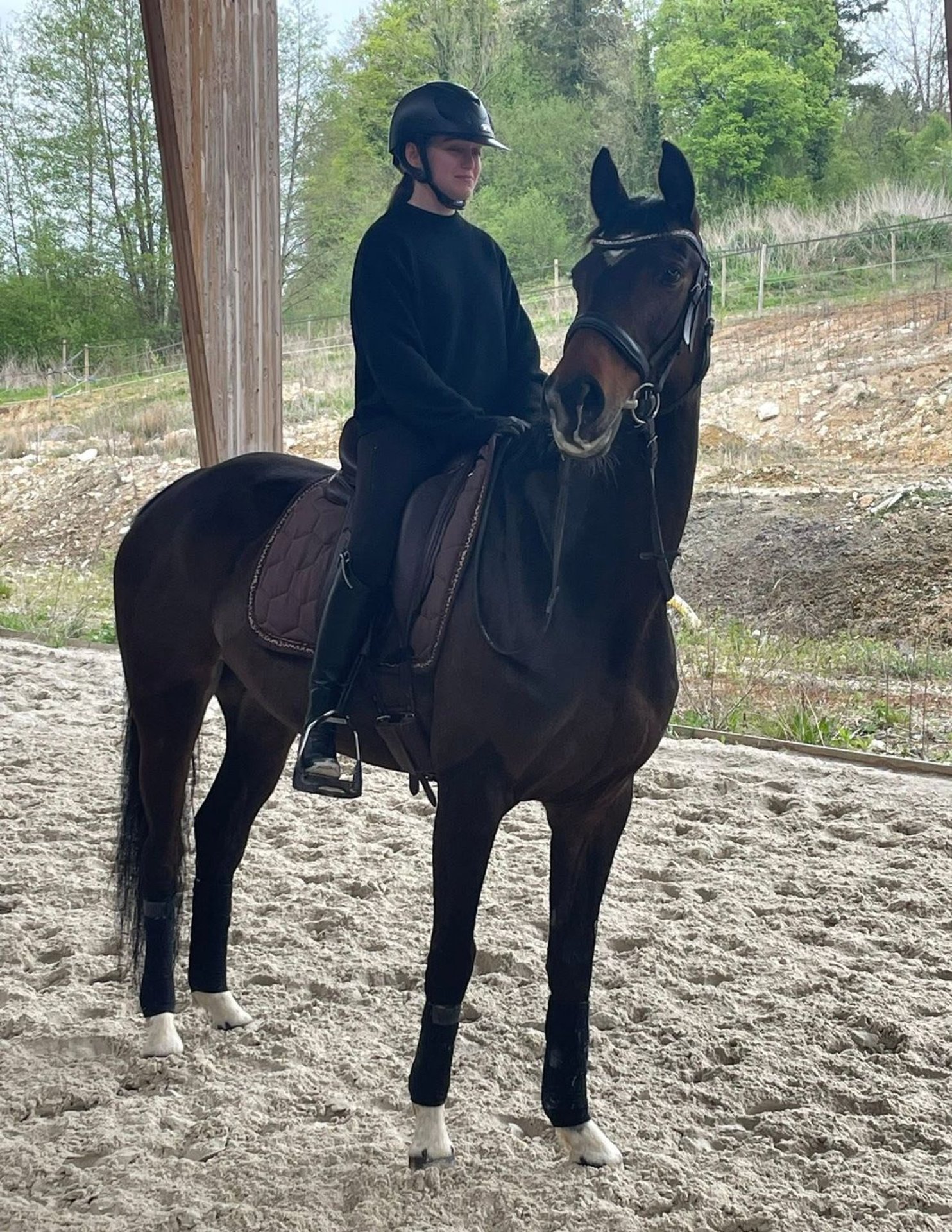 German Riding Horse Mare 8 years 16 hh Brown in Val des marais