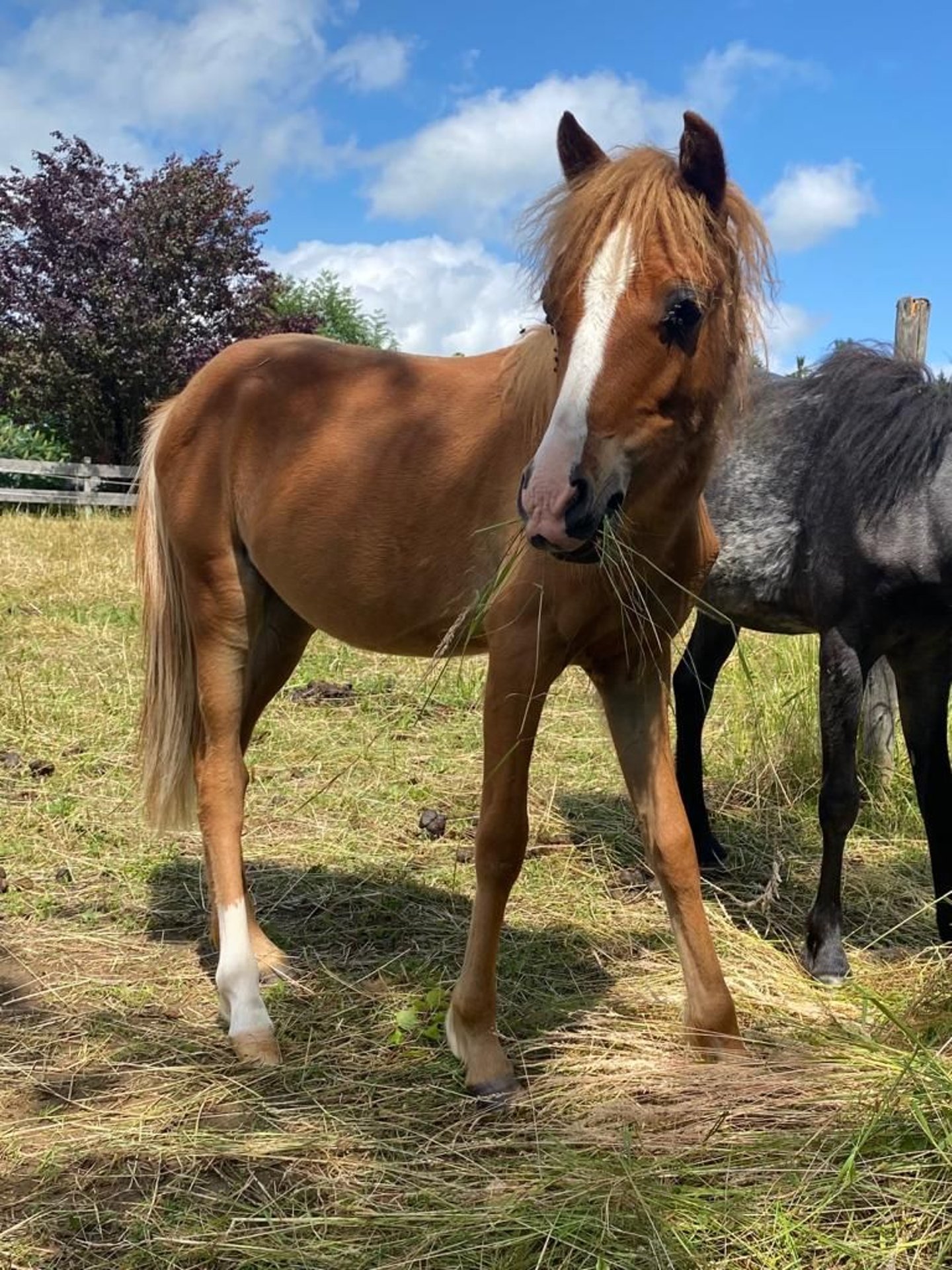 Welsh-B Hengst 2 Jahre in Seekirchen