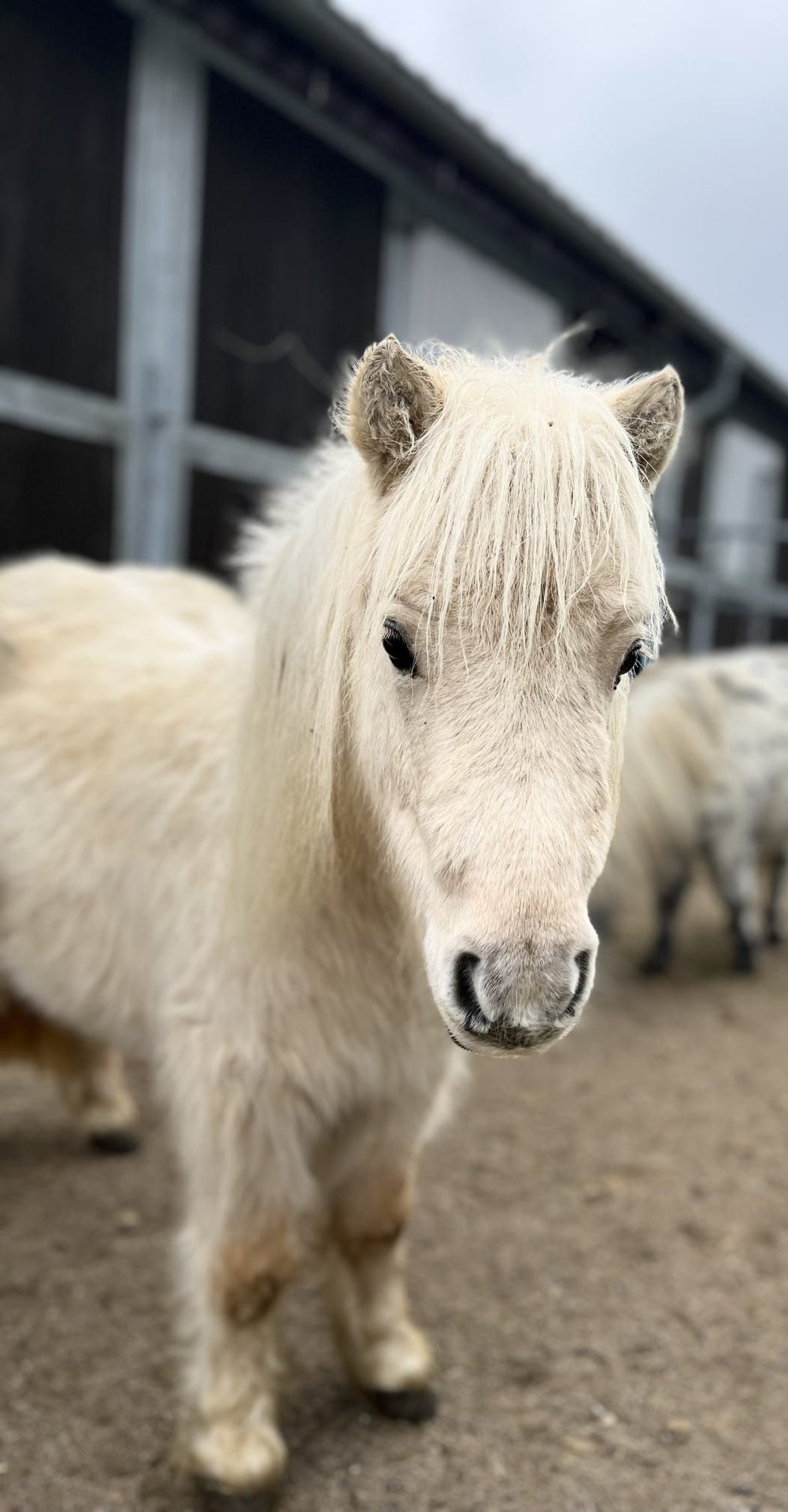 Mini Shetland Pony Stute 3 Jahre 78 cm in Schönwalde am Bungsberg