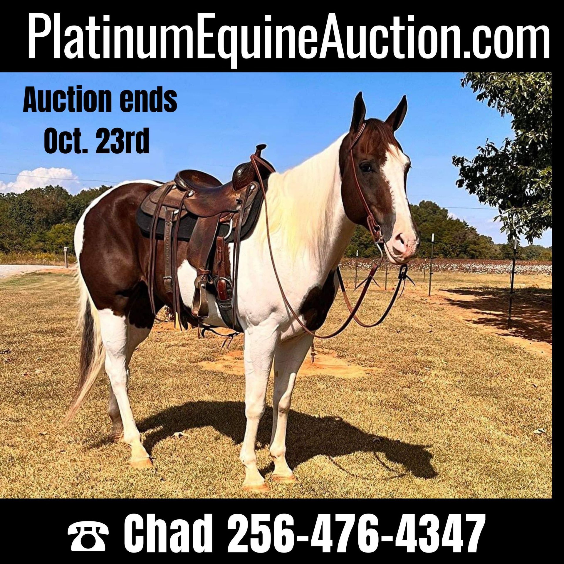 American Quarter Horse Gelding 11 years 16,1 hh Tobiano-all-colors in ...