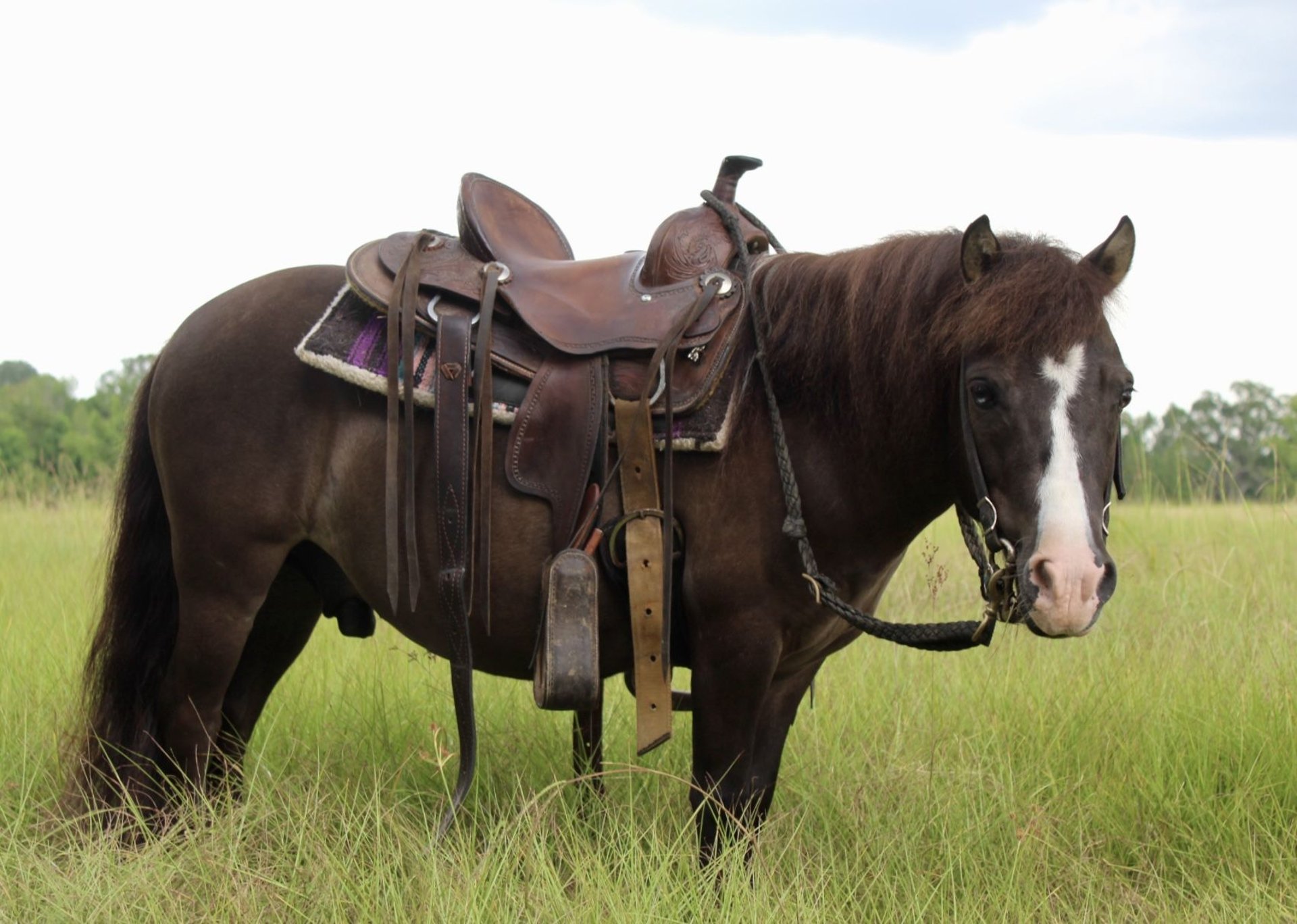 Mini Shetland Pony Wallach 8 Jahre 99 cm Grullo in Roseland