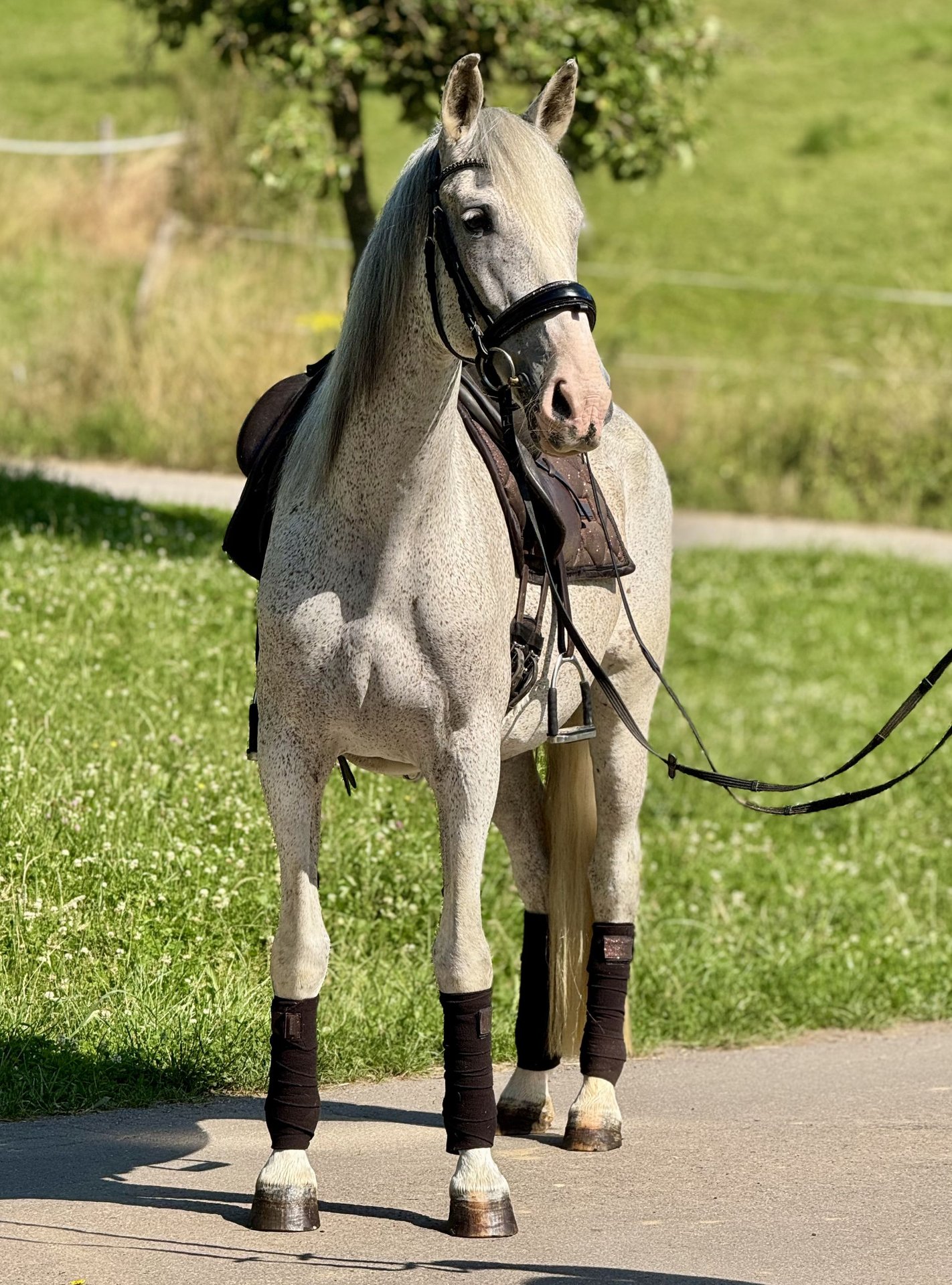 PRE Mare 15 years 16 hh Grey-Fleabitten in Saarbrücken