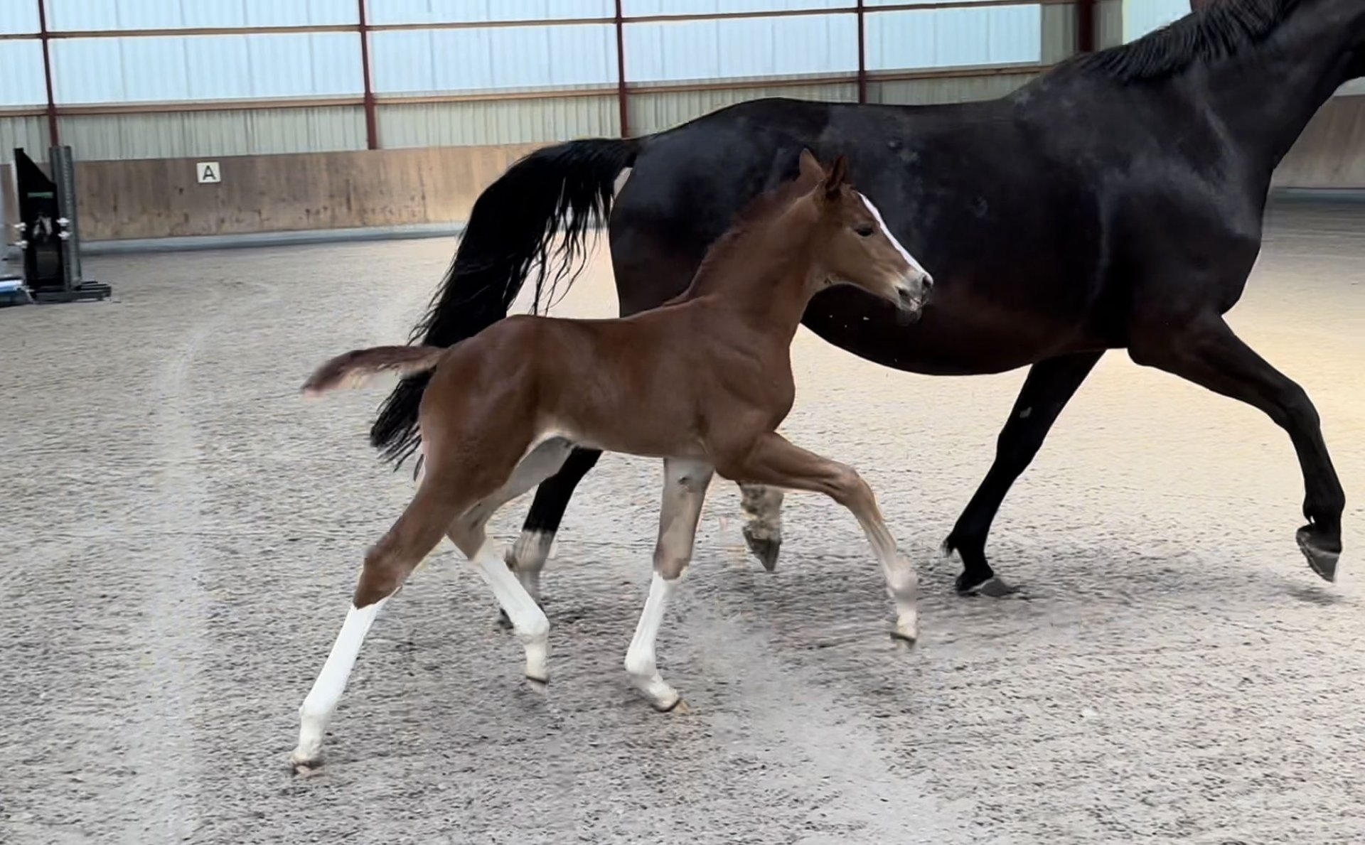Oldenburg Stallion 1 year 16,3 hh Chestnut-Red in Berg