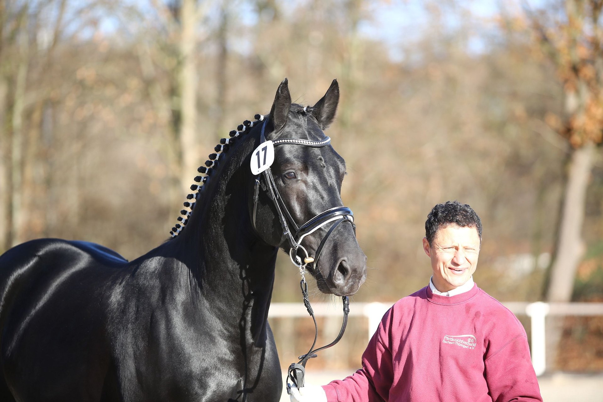 Heavy Warmblood Stallion Black in Celle