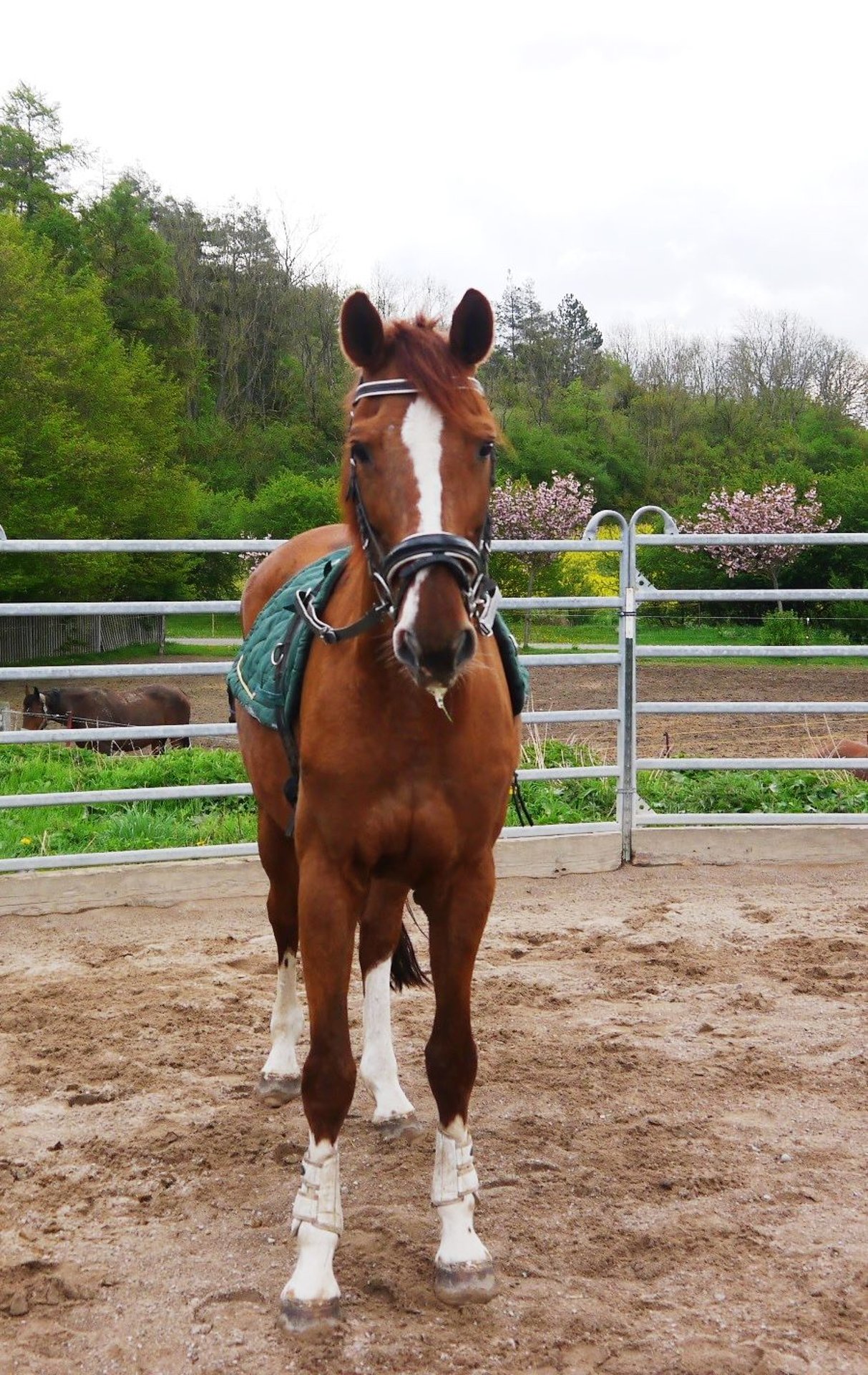 Oldenburg Mare 21 years 16 hh Chestnut-Red in Hetschburg