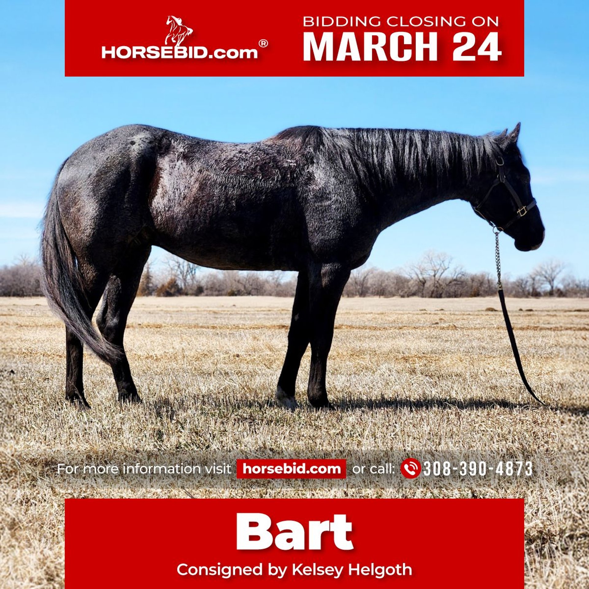 Caballo cuarto de milla Caballo castrado 7 años 160 cm Ruano azulado in ...