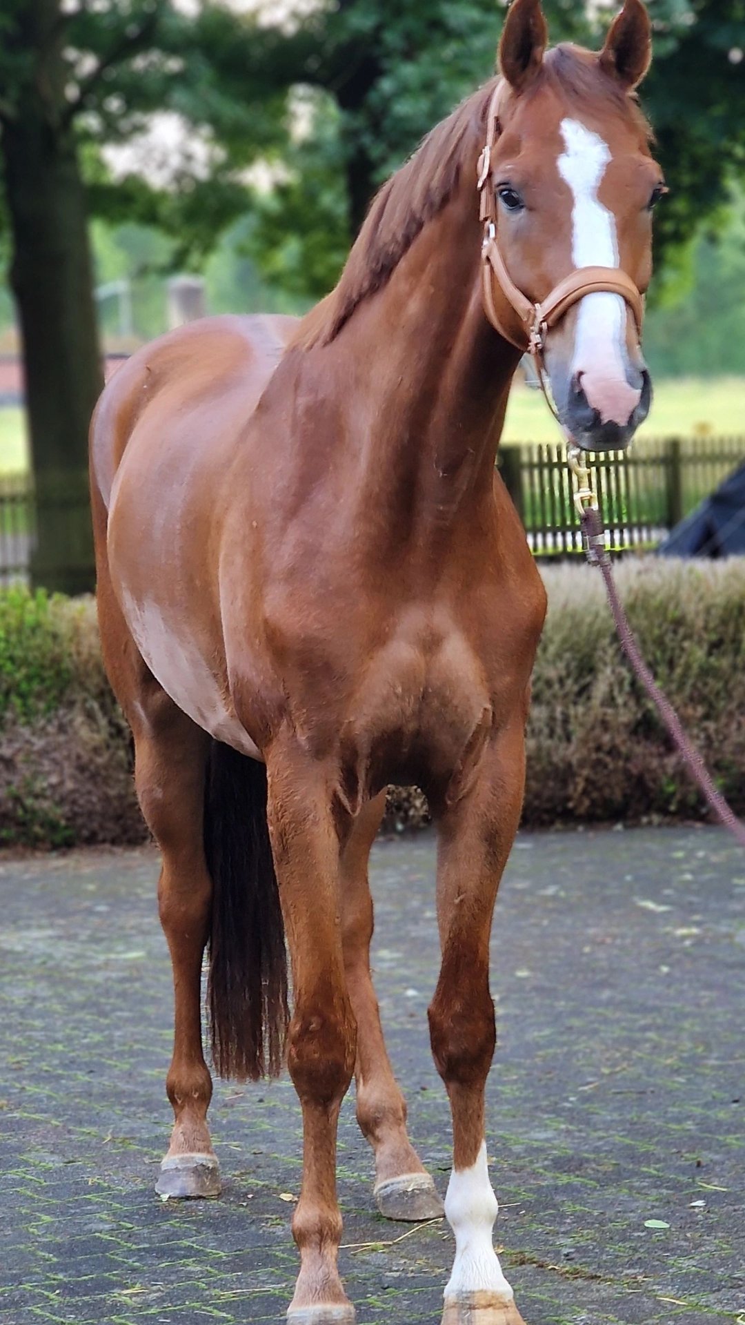 Oldenburg Gelding 5 years 16,3 hh Chestnut-Red in Warendorf