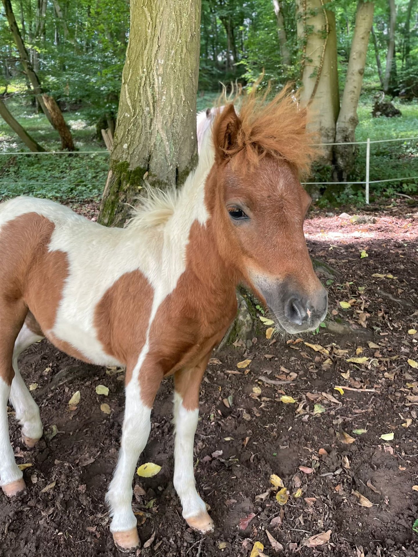 Shetland Ponies Mare Foal (04/2025) 9,2 hh Pinto in Brilon