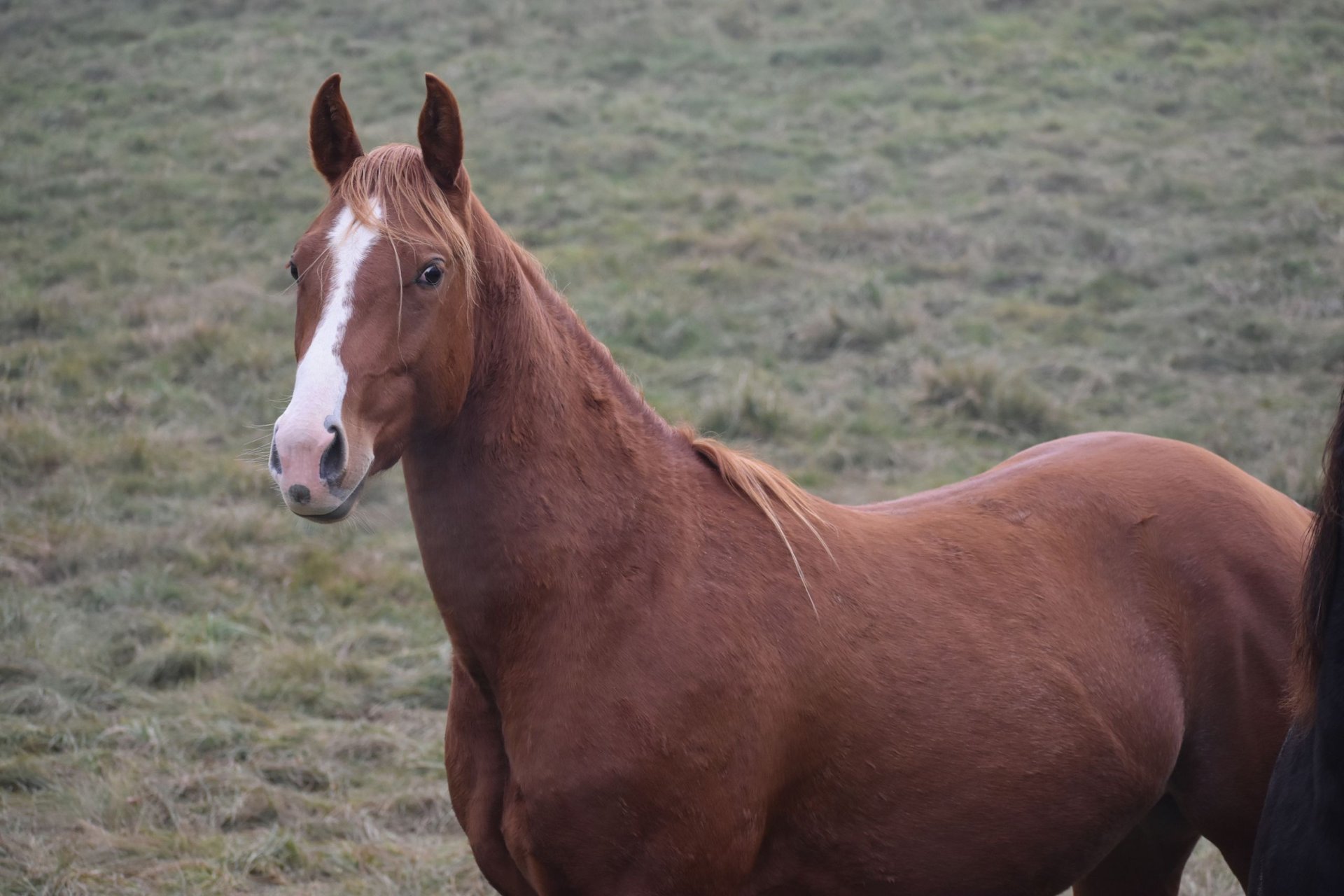 American Quarter Horse Wallach 3 Jahre Dunkelfuchs in Sv. Jurij ob Ščavnici