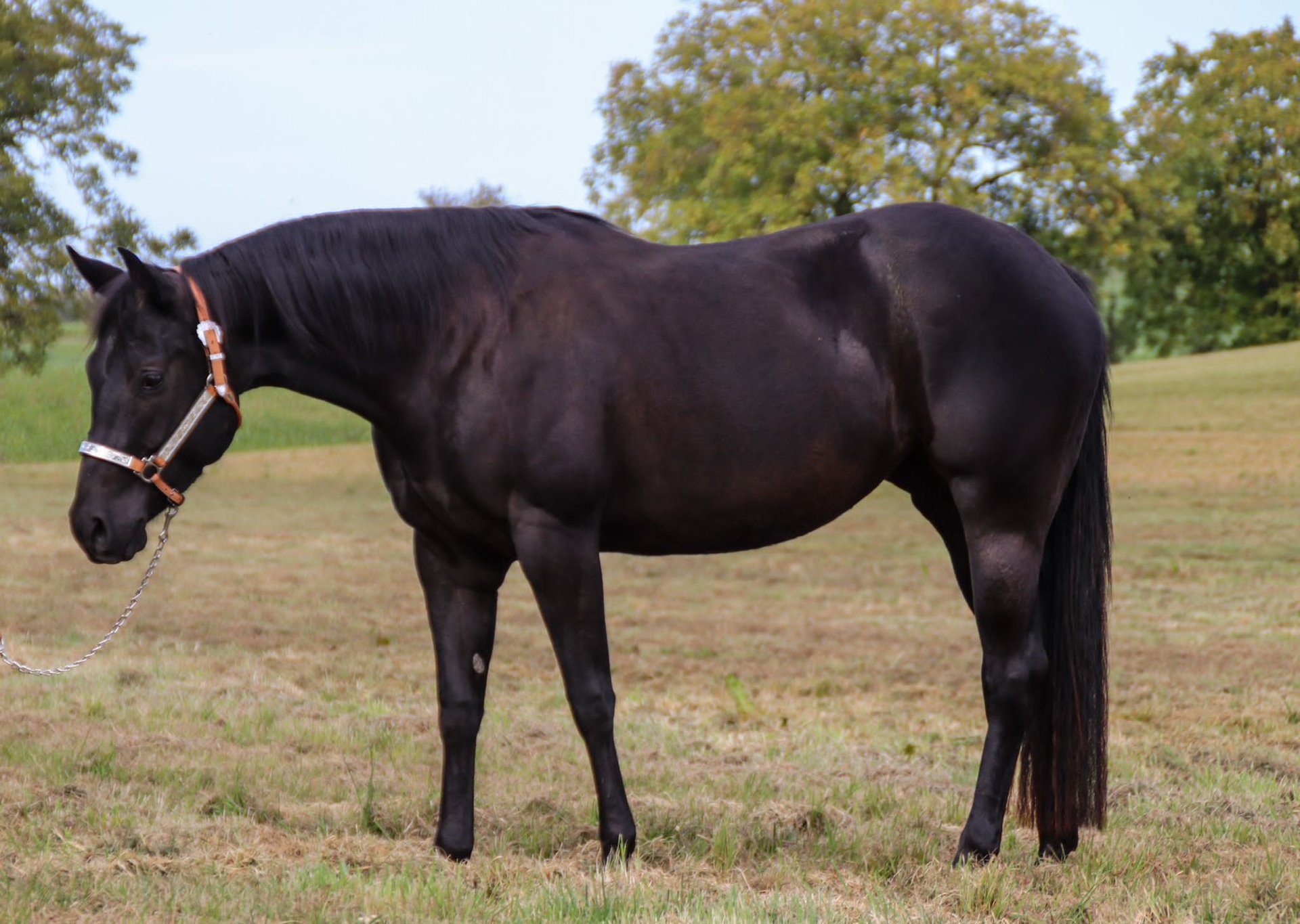 American Quarter Horse Stute 3 Jahre 156 cm Rappe in Walzbachtal