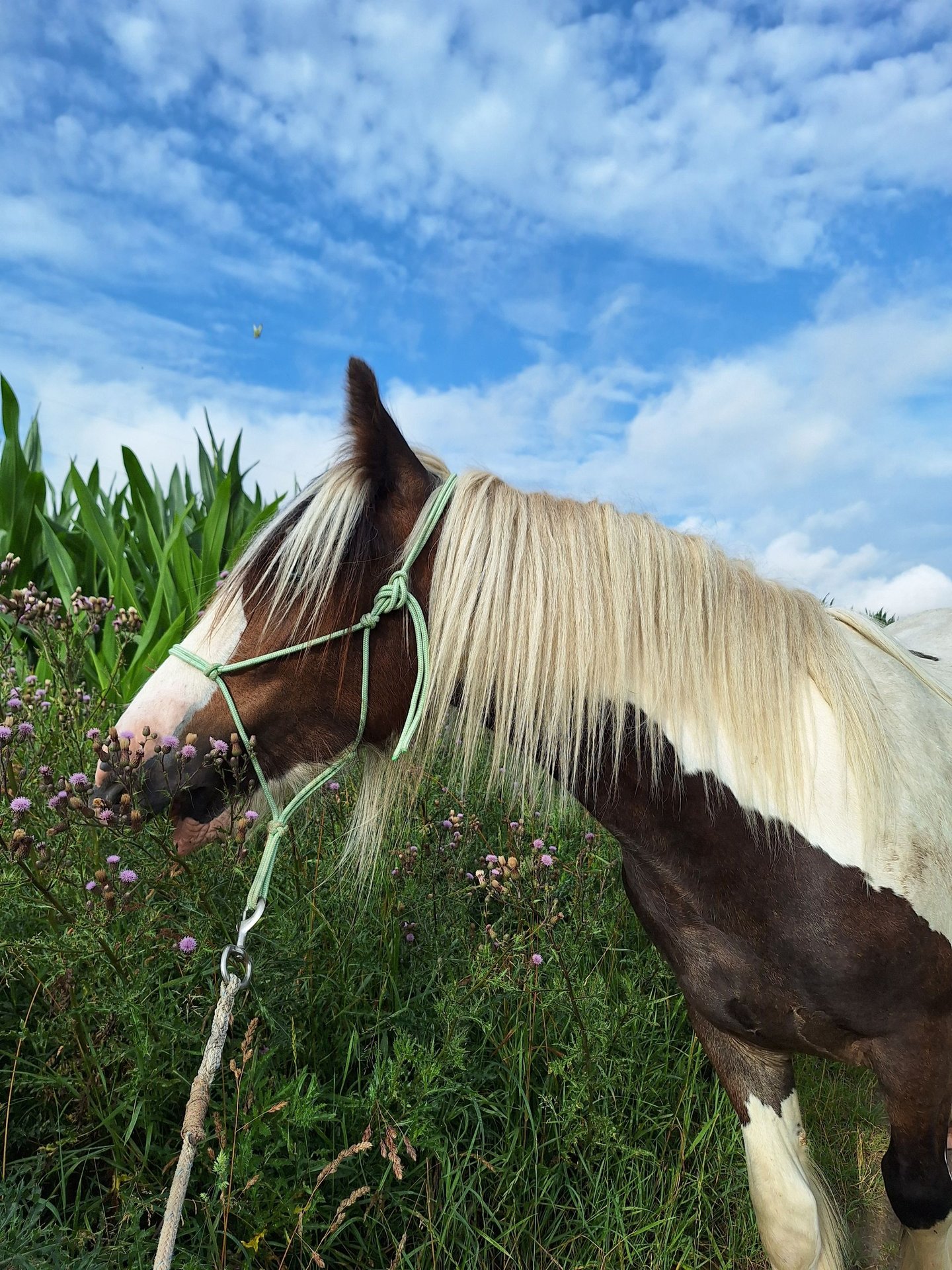 Gypsy Horse Stallion 2 years Pinto in Bockenem