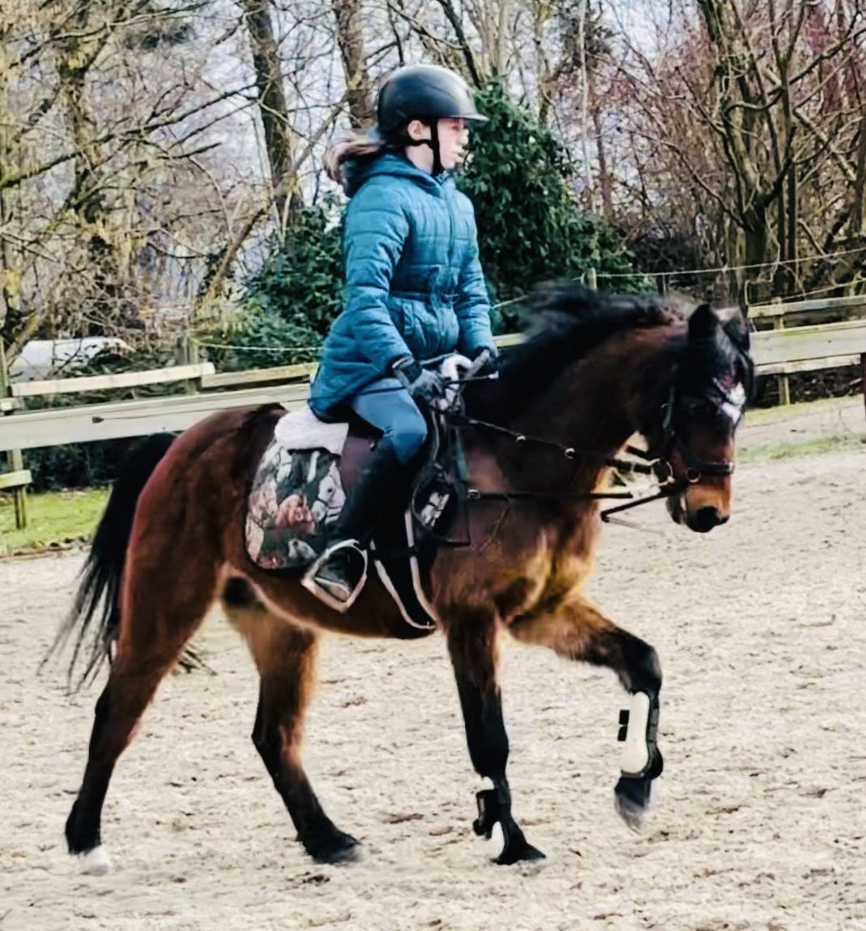 Deutsches Reitpony Wallach 19 Jahre 132 cm Dunkelfuchs in Sottrum