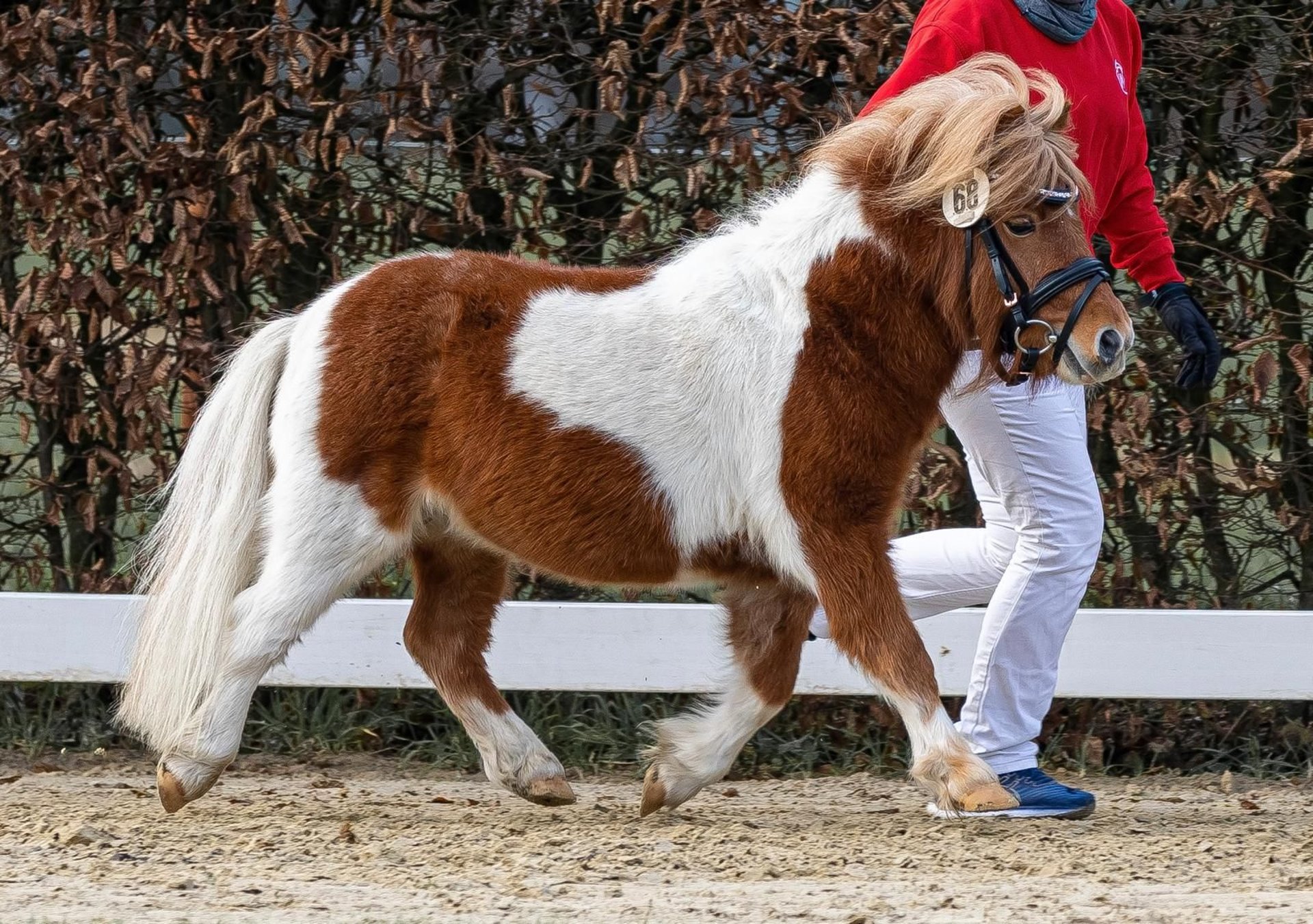 Mini poney Shetland Étalon Pinto in Gütersloh