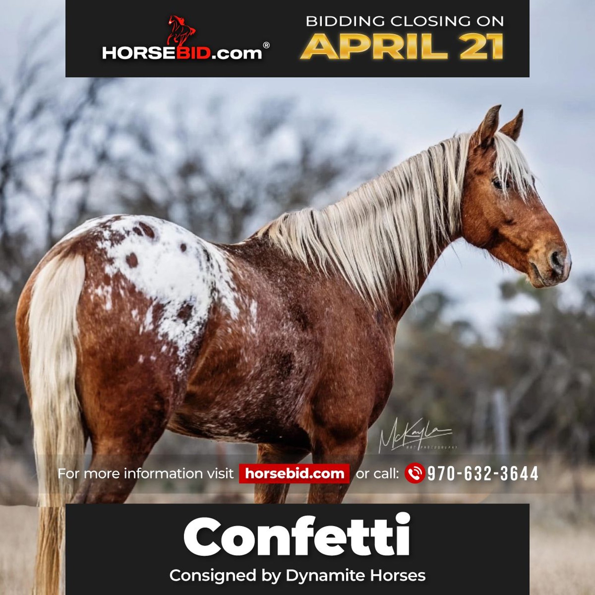 Appaloosa Wallach 7 Jahre 142 cm in Fort Collins, CO