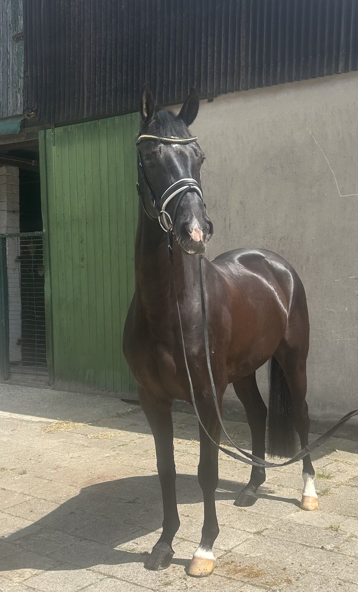 Hanoverian Gelding 5 years 16 hh Black in Neuhaus an der Oste