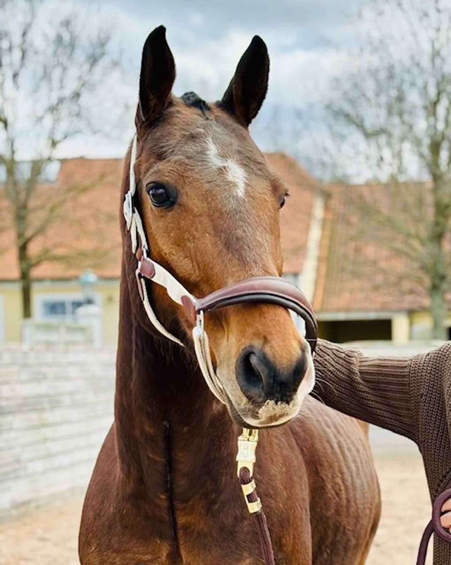 Polo Pony Wallach 9 Jahre Rotbrauner in Nivå