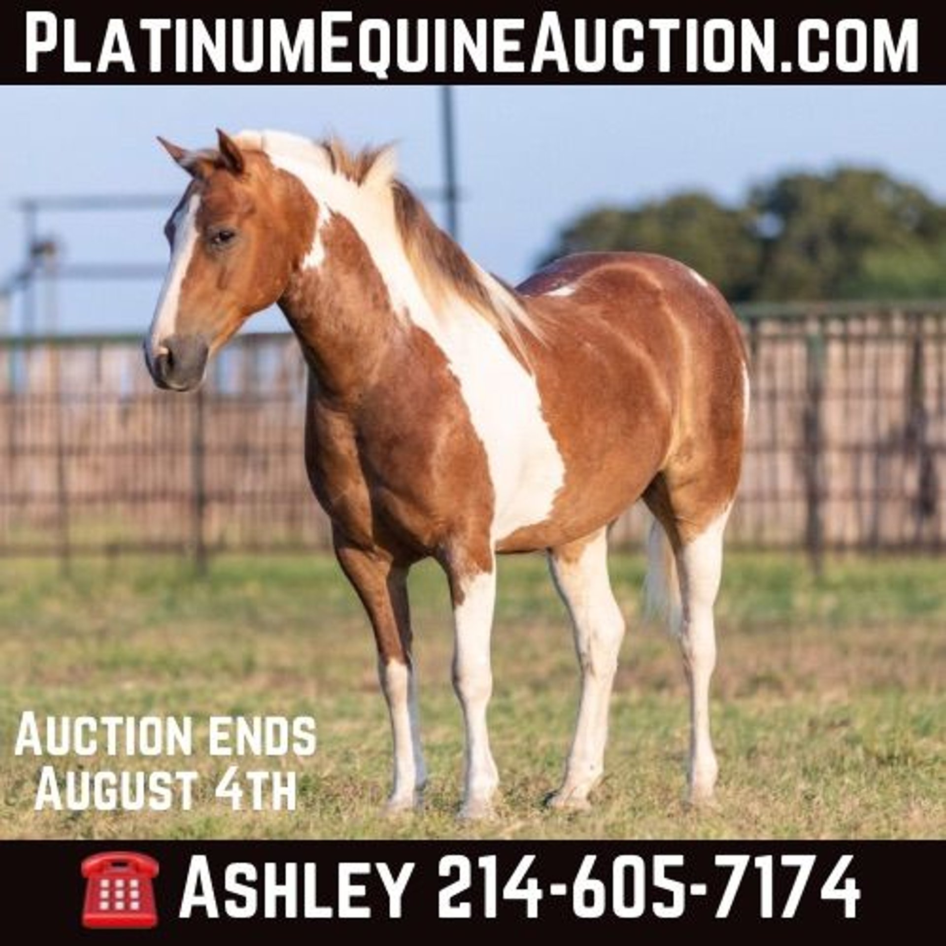 American Quarter Horse Gelding 10 years 12,2 hh Tobiano-all-colors in ...