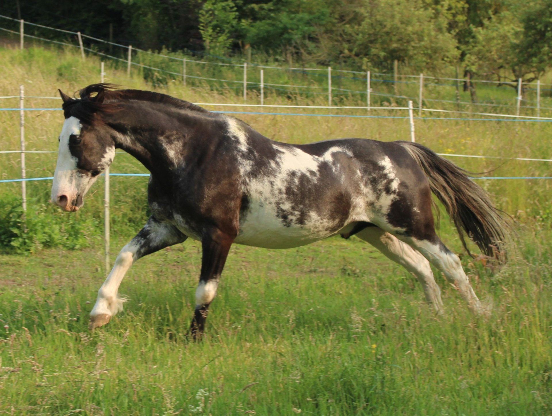 Criollo Castrone 9 Anni 148 cm Overo-tutti i colori in Koblenz