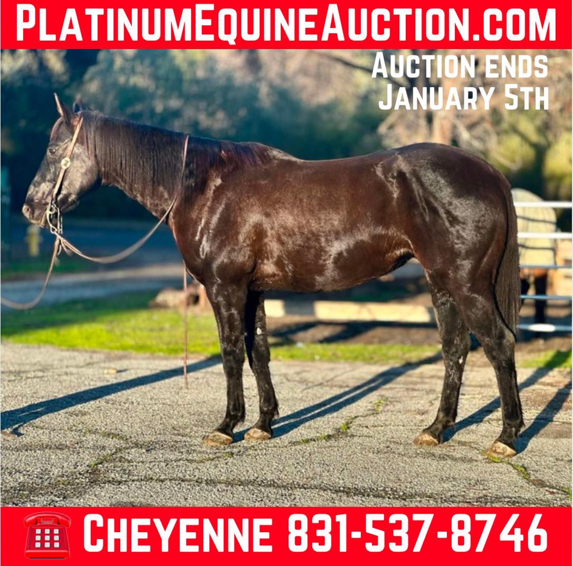 American Quarter Horse Gelding 12 years 15,3 hh Black in Bitterwater CA