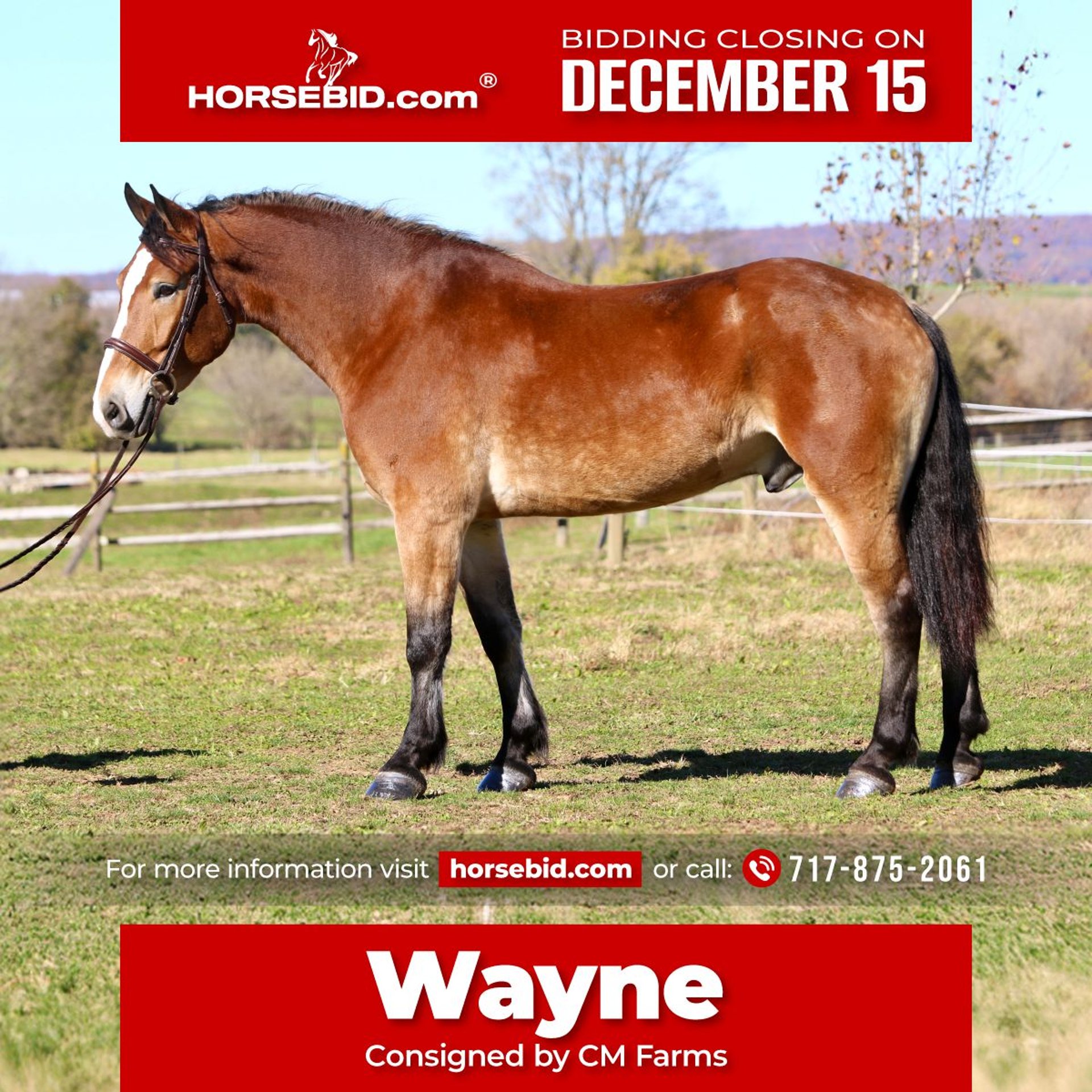 Belgian Draft Mix Gelding 4 years 16 hh Bay in Gap