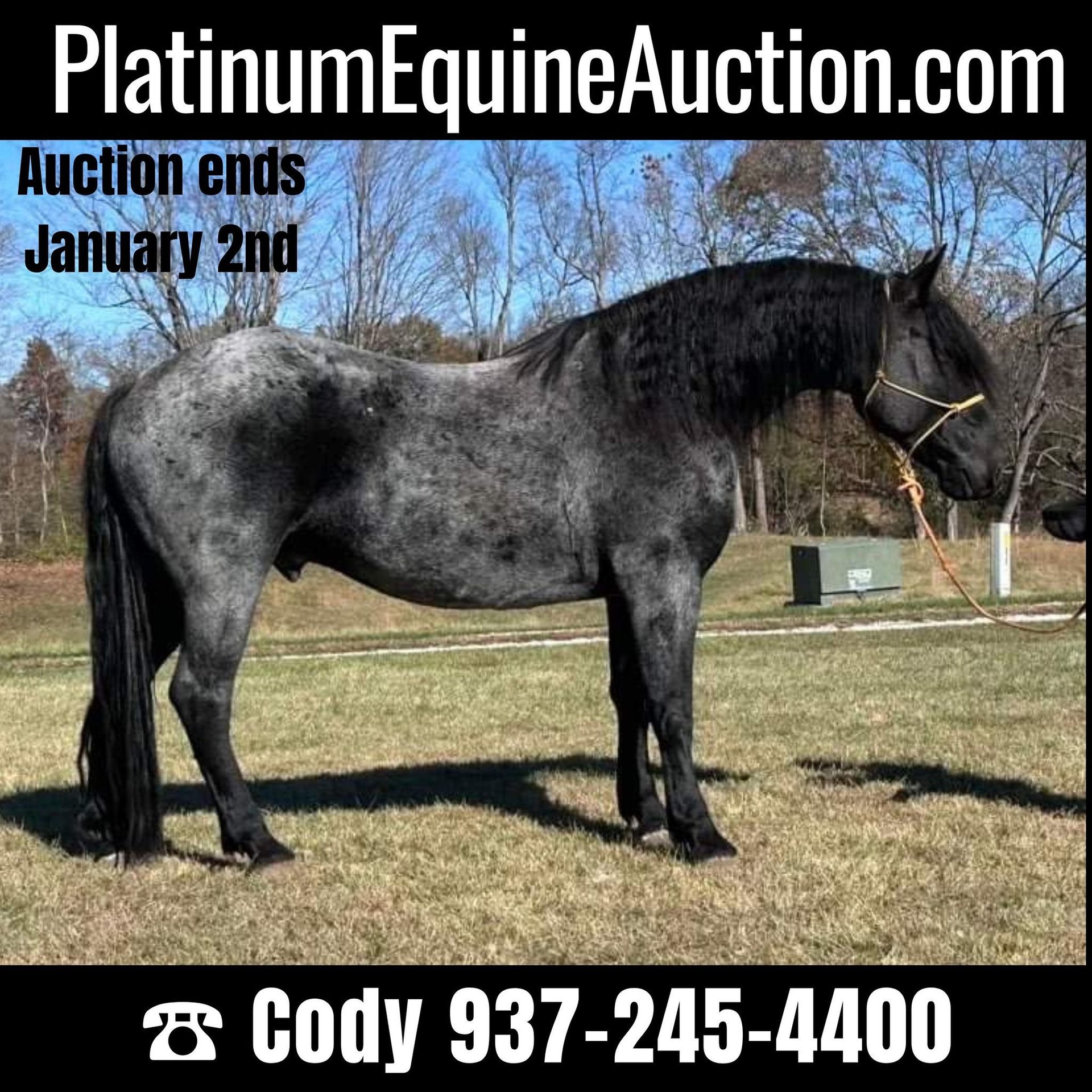 Friesian horses Gelding 5 years 17 hh Roan-Blue in Bloomington IN