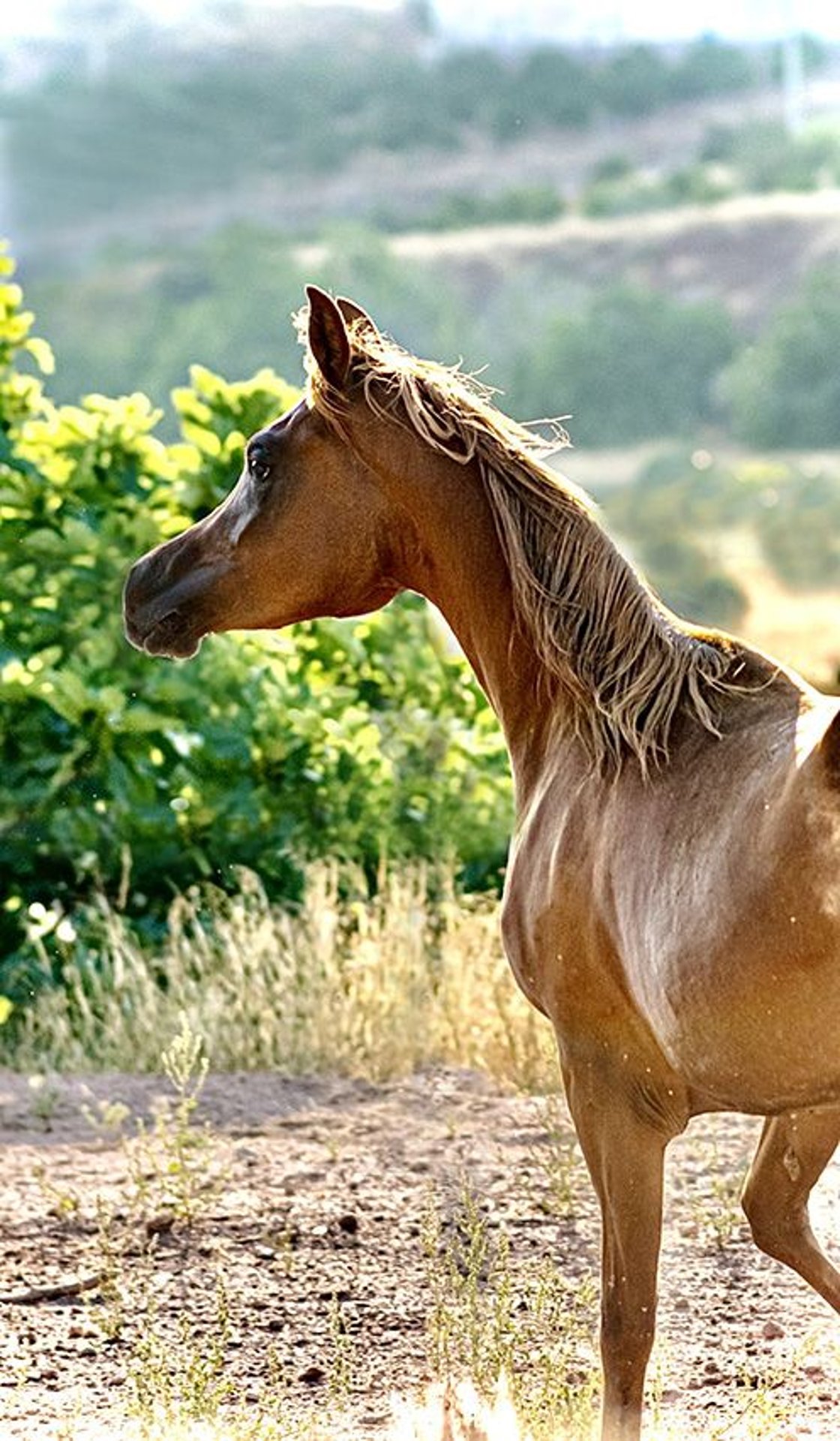 Arabian horses Mare 3 years 15,1 hh Chestnut-Red in Naquera, Valencia