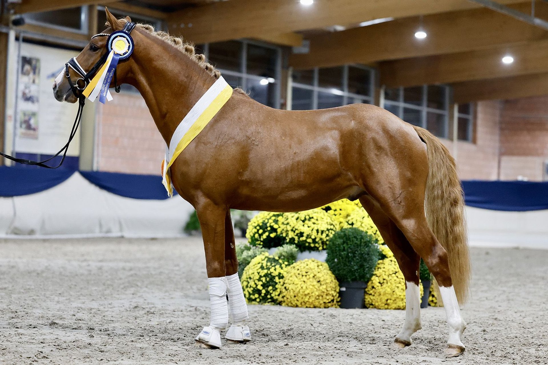 German Riding Pony Stallion Chestnut-Red in Riedstadt